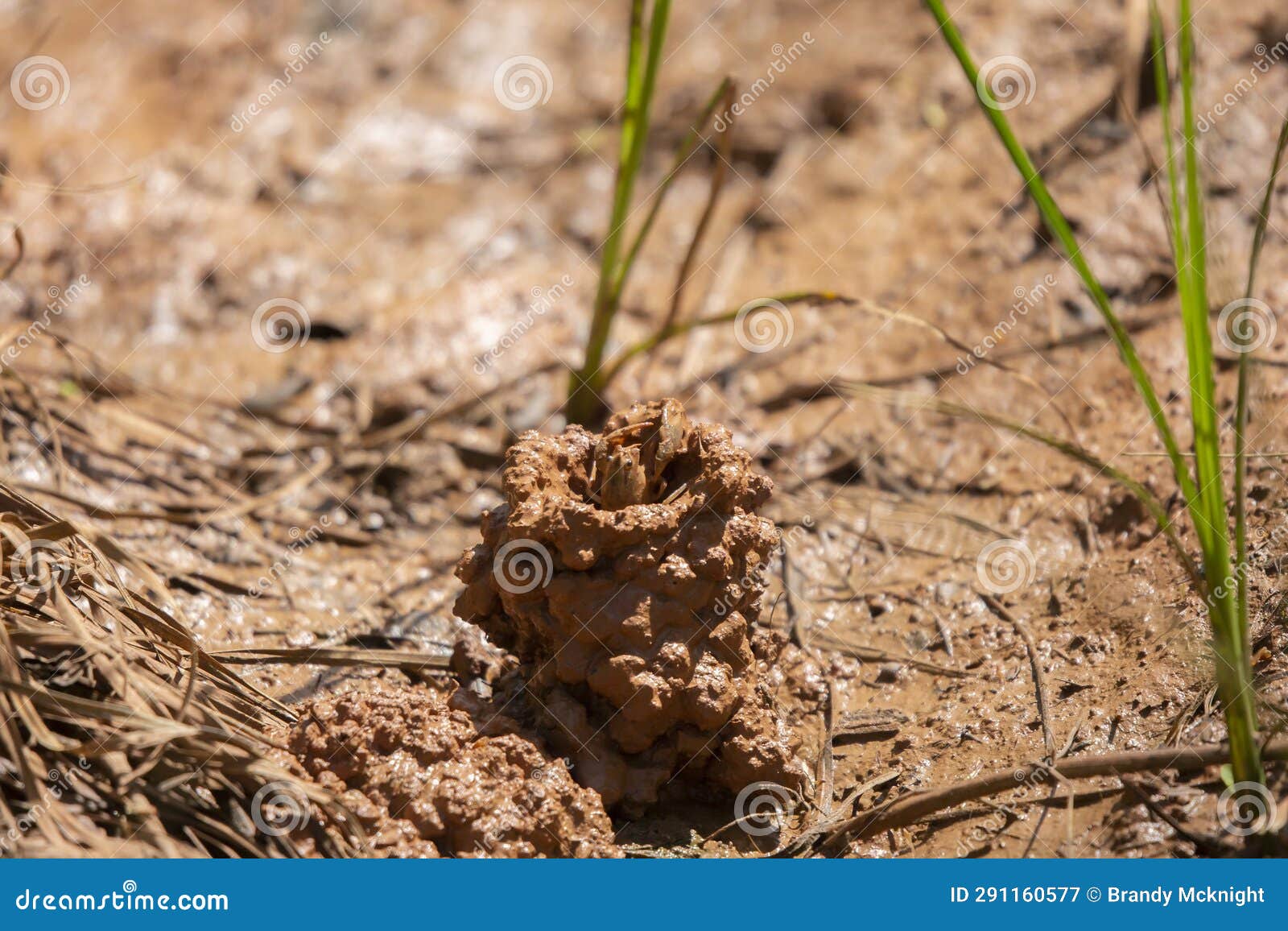 Digger Crawfish Building a Chimney Stock Image - Image of horizontal ...