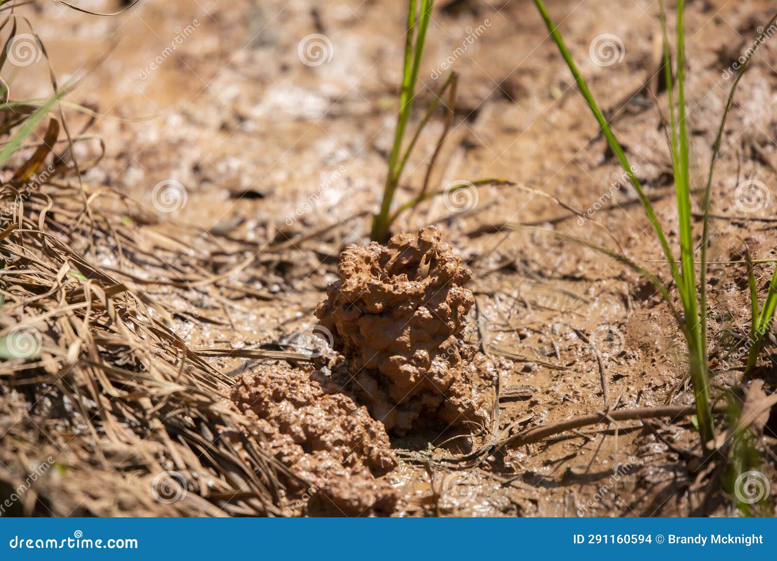 Digger Crawfish Chimney stock photo. Image of dropping - 291160594