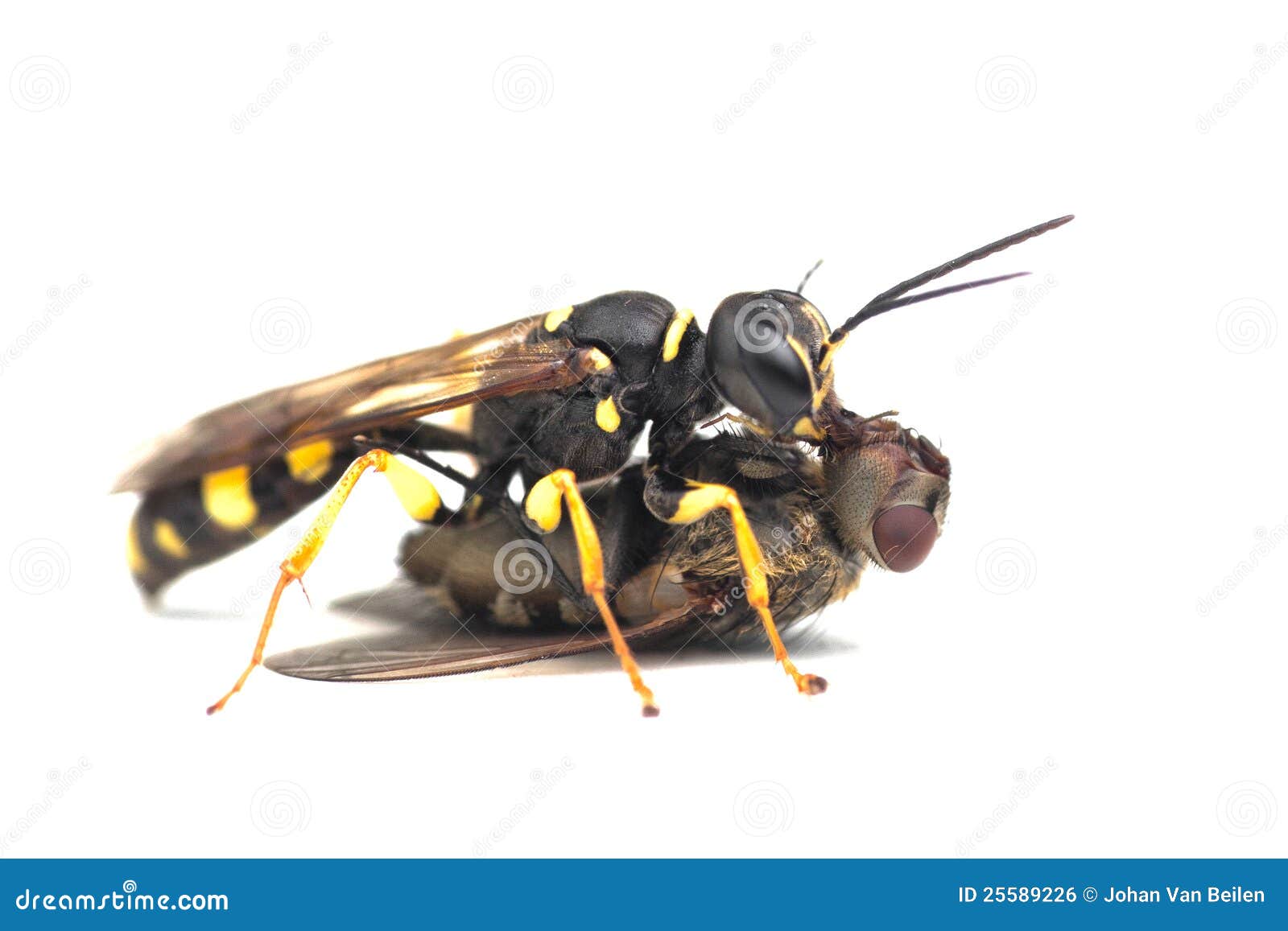 Digger Field Wasp with Prey Stock Photo - Image of field, digger: 25589226