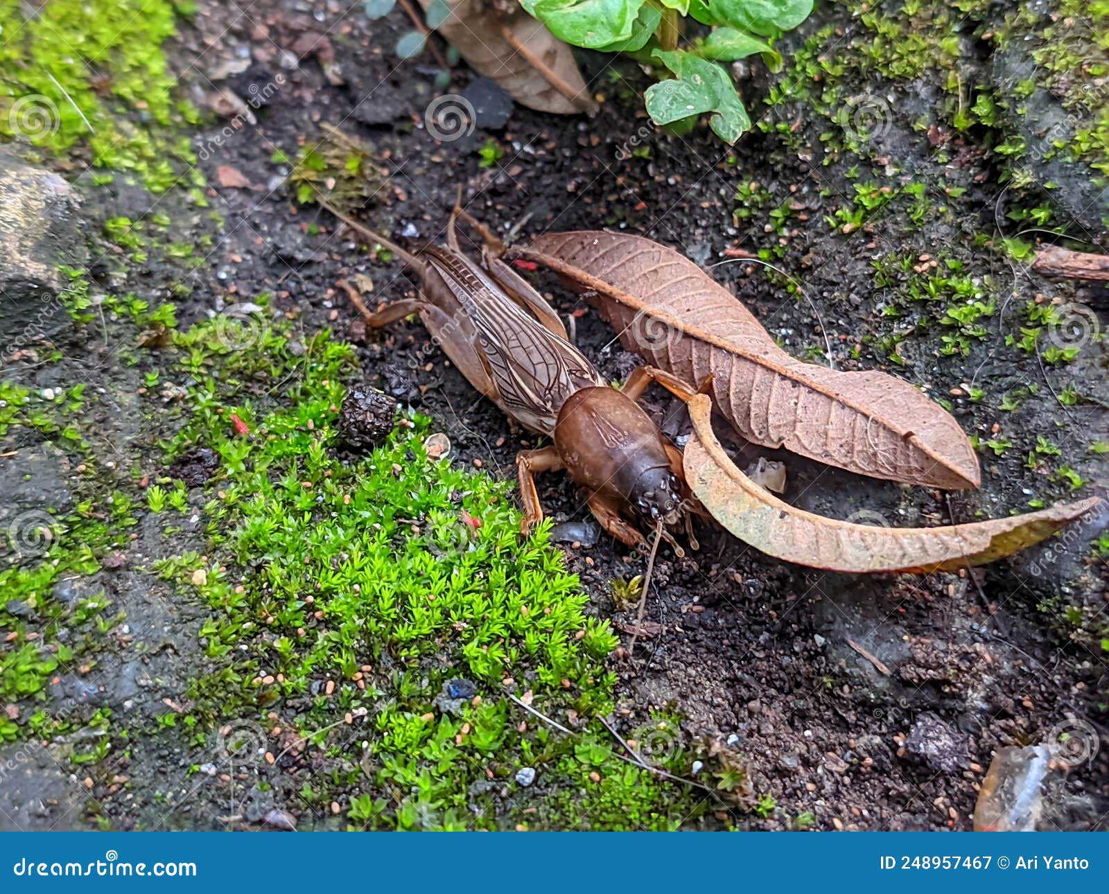 Digger Insect on the Ground Stock Image - Image of anjing, soil: 248957467