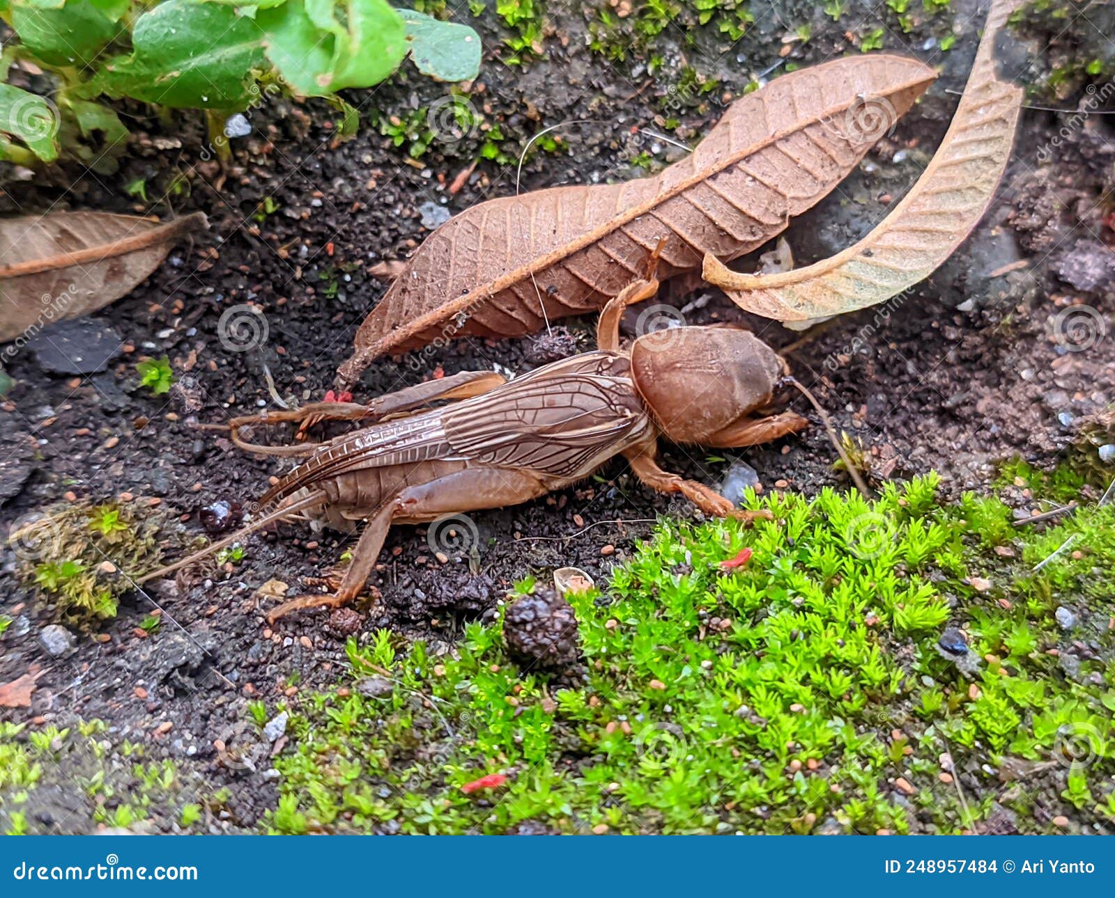 Digger Insect on the Ground Stock Photo - Image of claw, jungle: 248957484