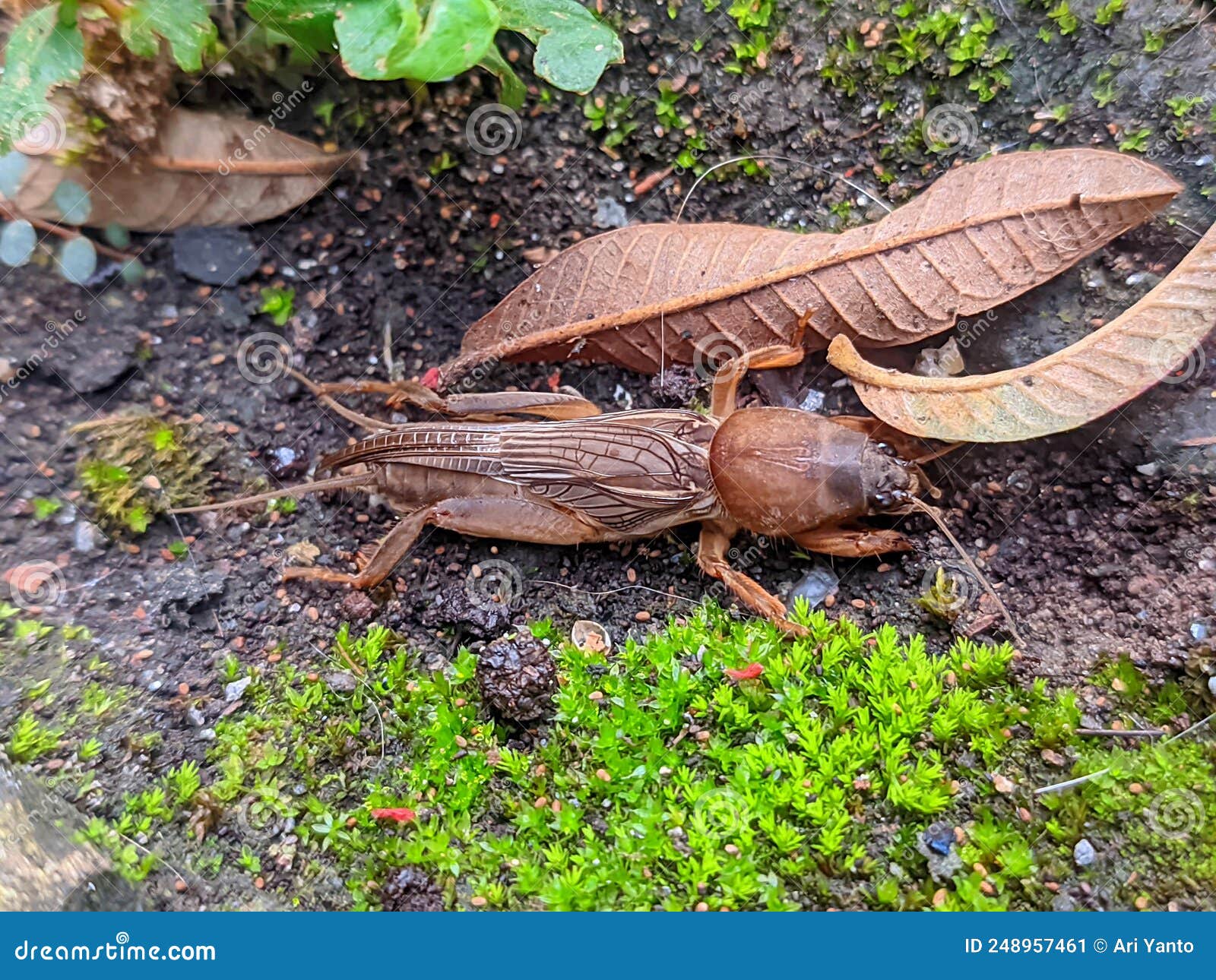 Digger Insect Active on the Ground Stock Image - Image of grass, digger ...