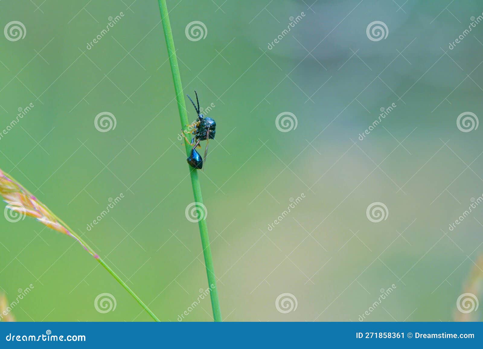 Digger wasp stock image. Image of animal, digger, bugs - 271858361