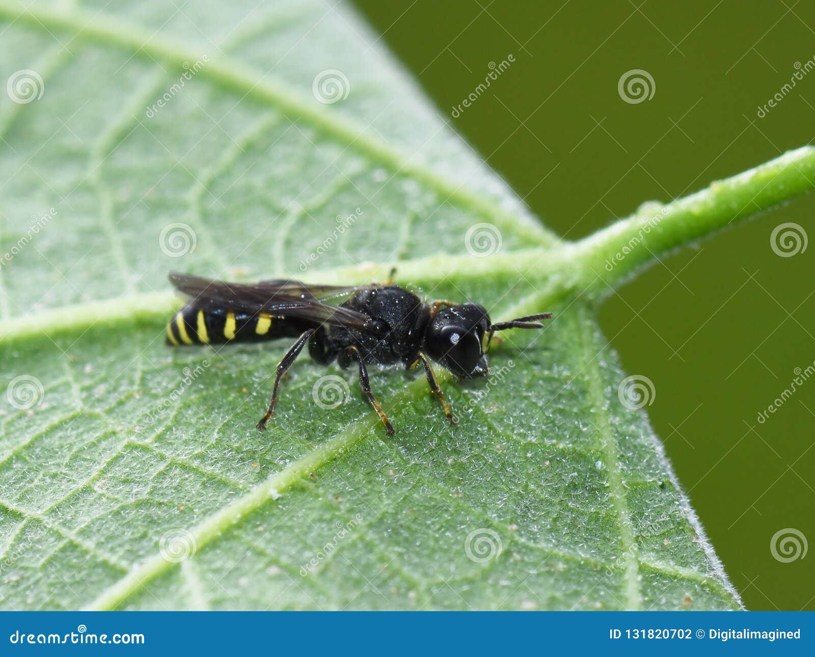 Ectemnius Digger Wasp on Leaf Stock Photo - Image of striped, ectemnius ...