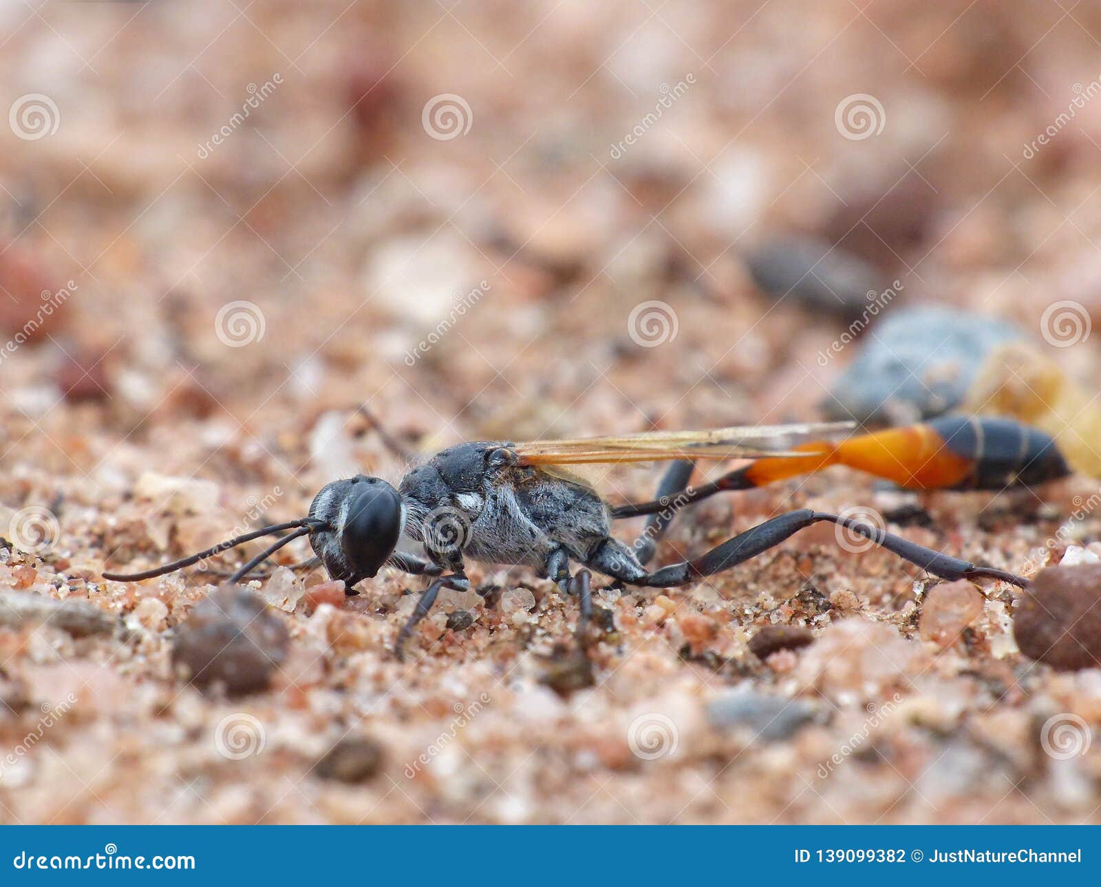 Digger Wasp on Sand stock photo. Image of digger, insect - 139099382
