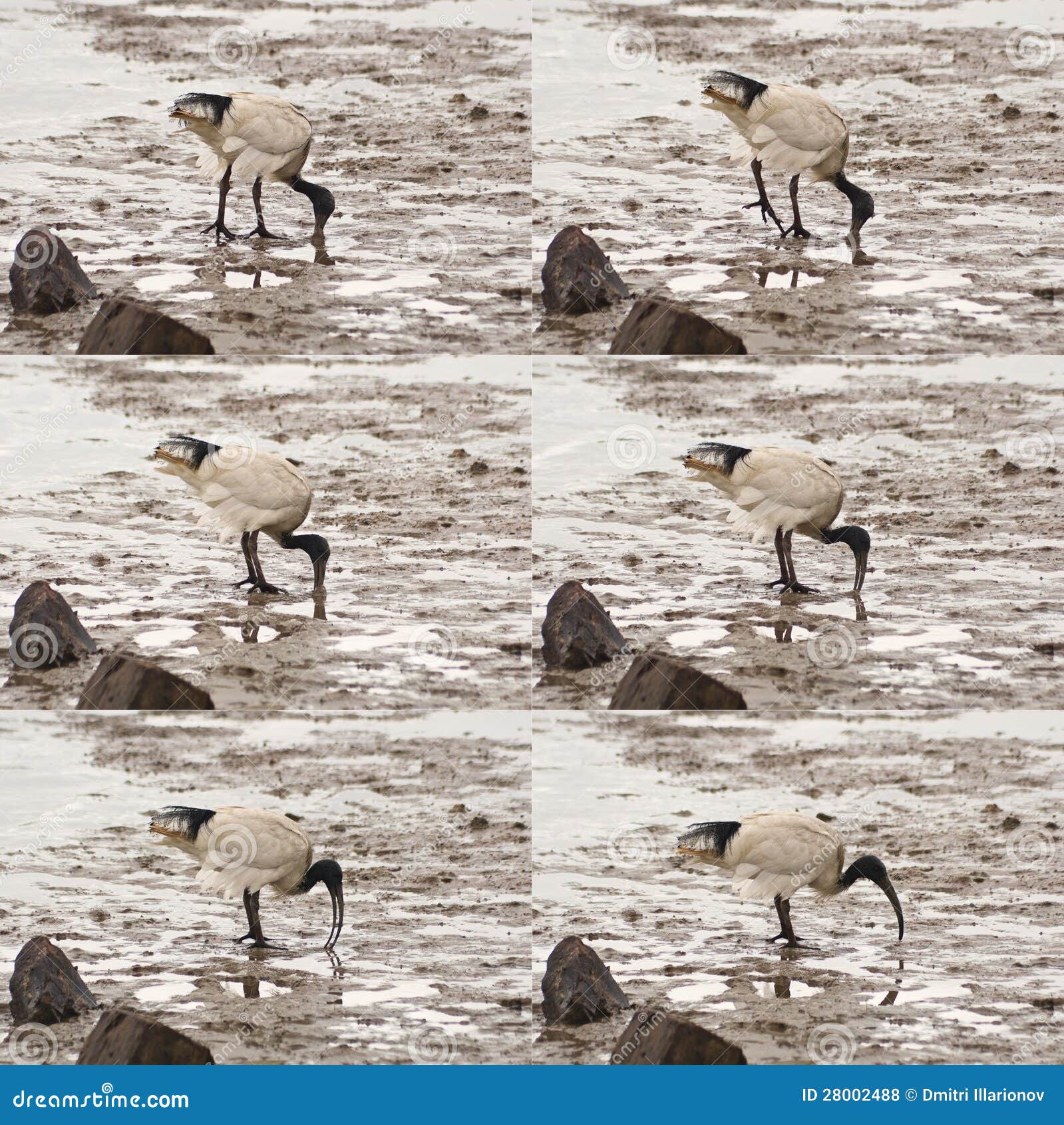 Digging deep sequence stock photo. Image of digging, hunt - 28002488