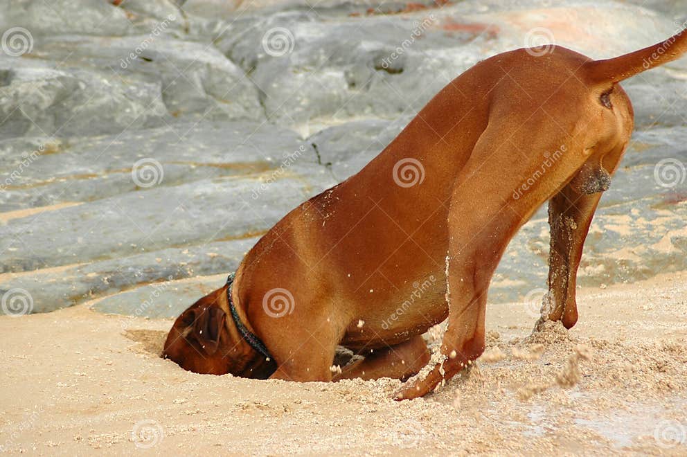 Digging dog stock photo. Image of animals, digging, hole - 2285778