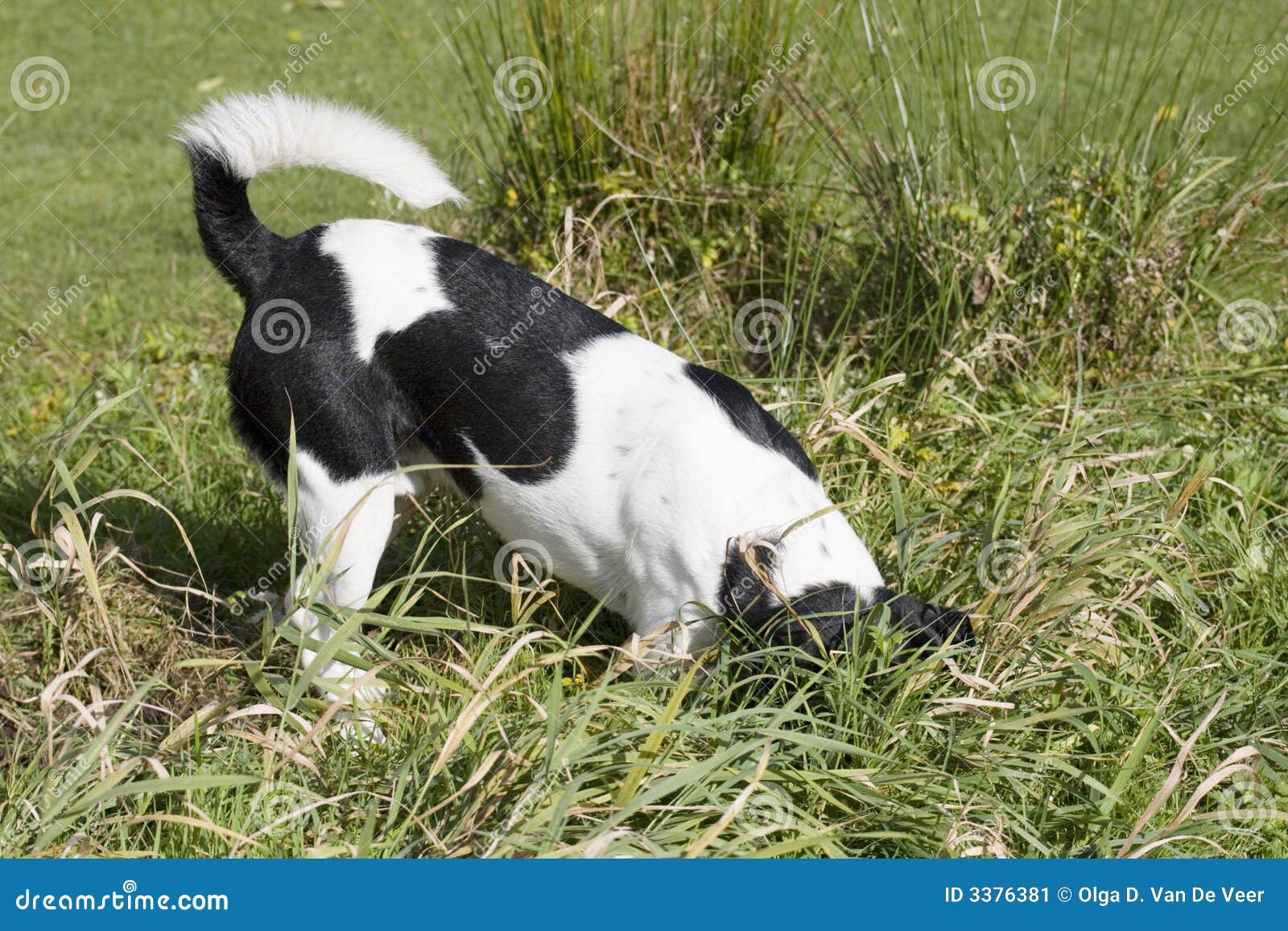 Digging dog stock image. Image of mammal, grass, white - 3376381