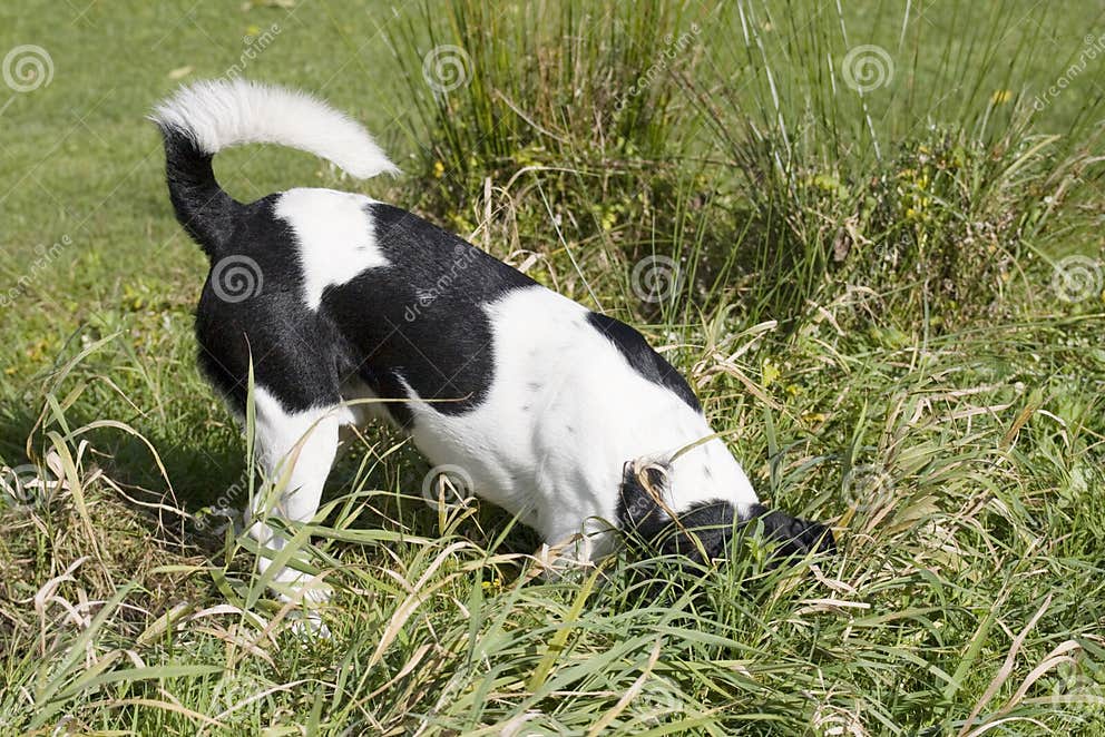 Digging dog stock image. Image of mammal, grass, white - 3376381