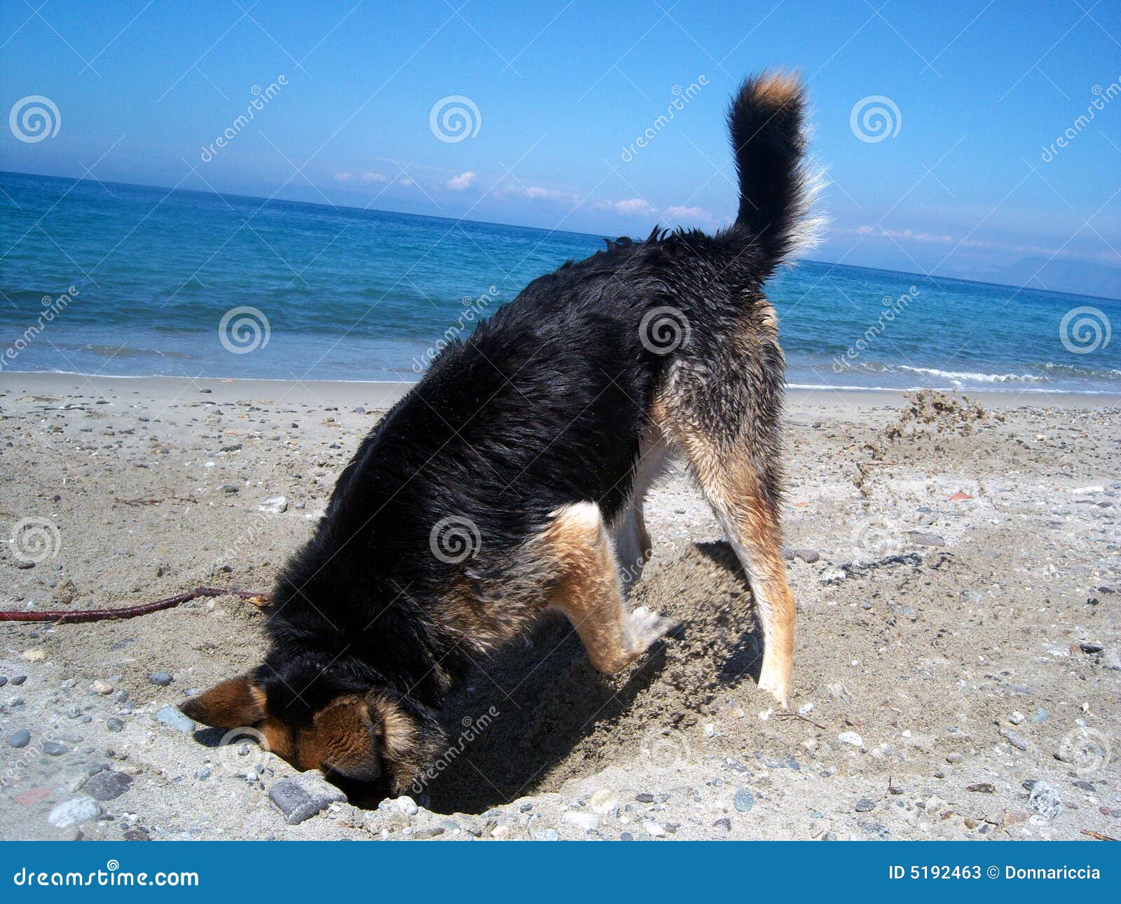 Digging dog stock image. Image of horizon, holiday, fetch - 5192463