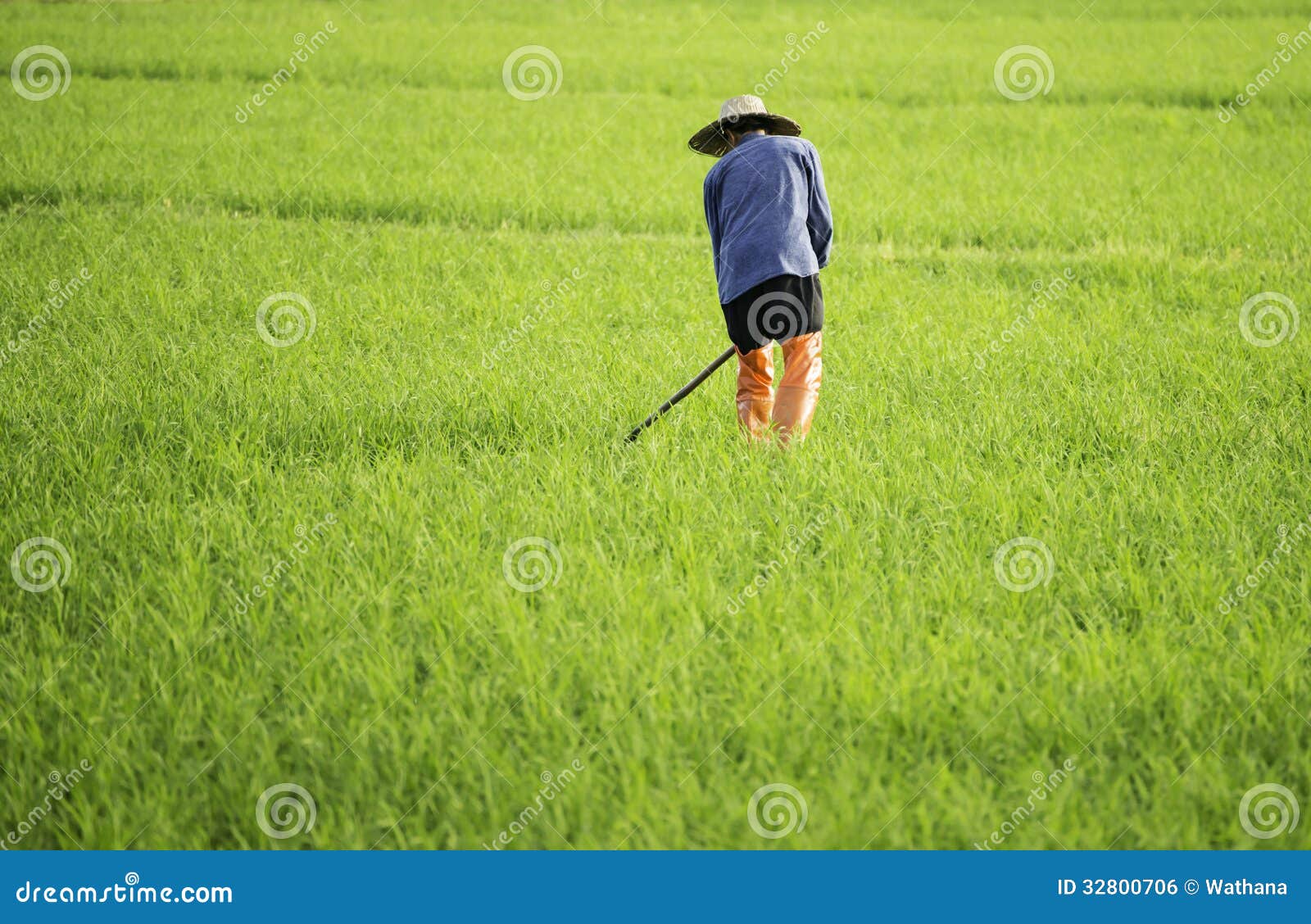 Digging Farmer in the Rice Field Stock Photo - Image of tree, cultivate ...