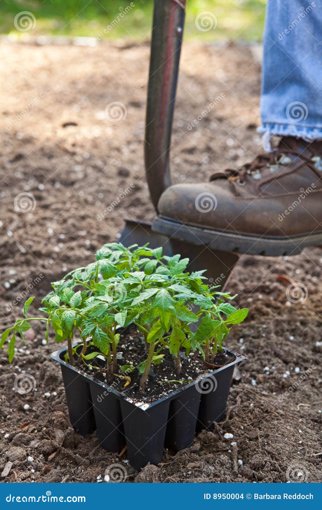 Digging in the Garden stock photo. Image of farmer, growing - 8950004