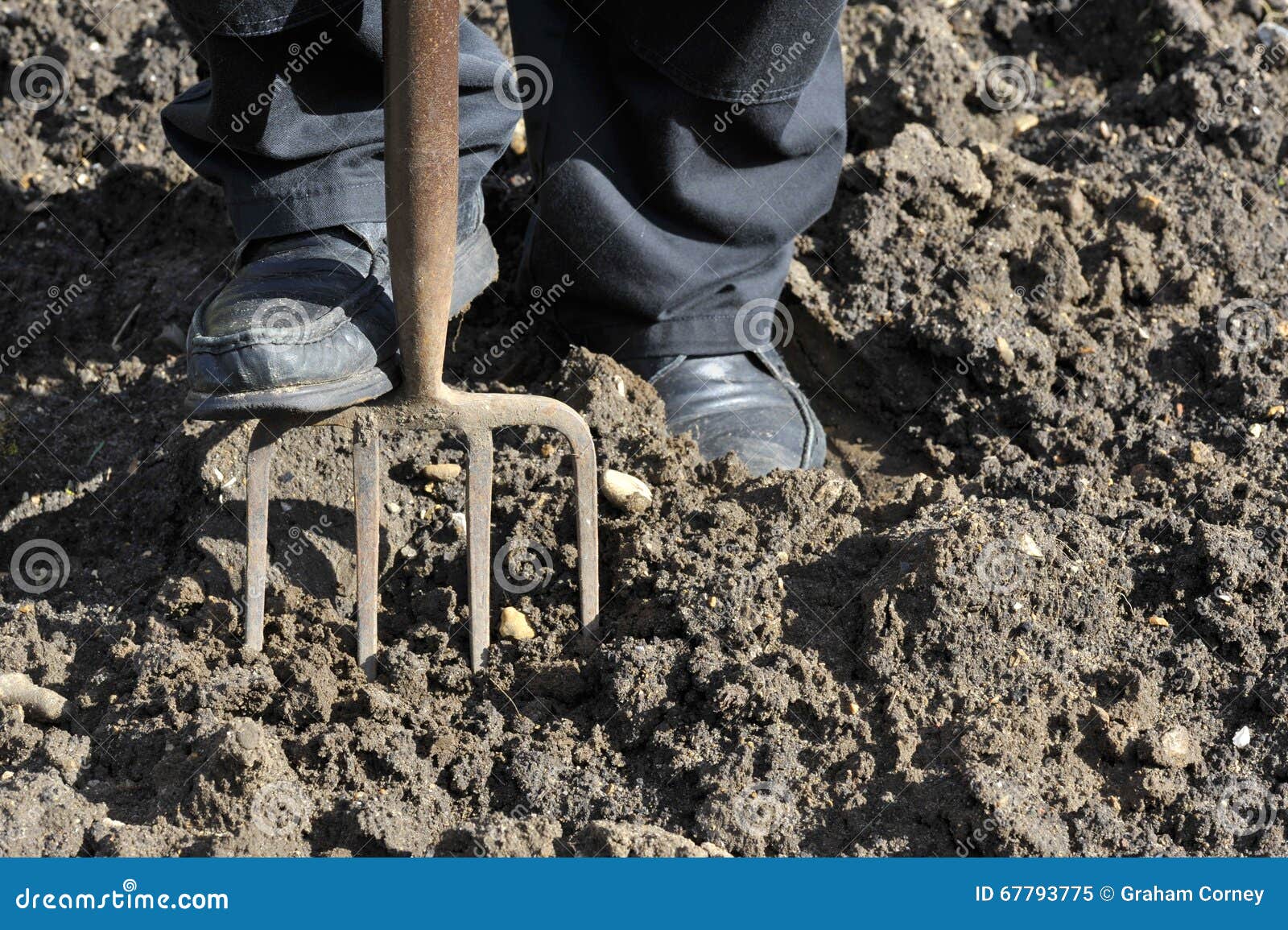 Digging stock image. Image of grow, garden, tools, gardener - 67793775