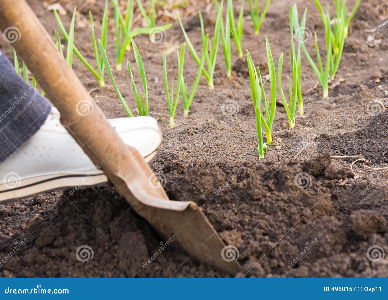 Digging ground in spring stock image. Image of growth - 4960157