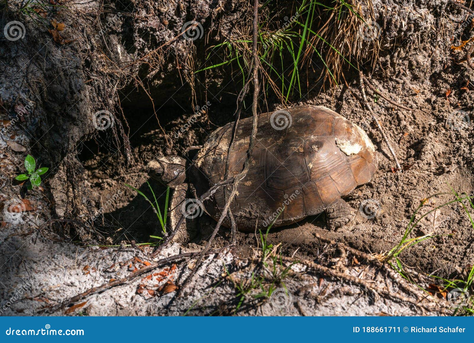 Digging in the Ground stock image. Image of animal, wildlife - 188661711