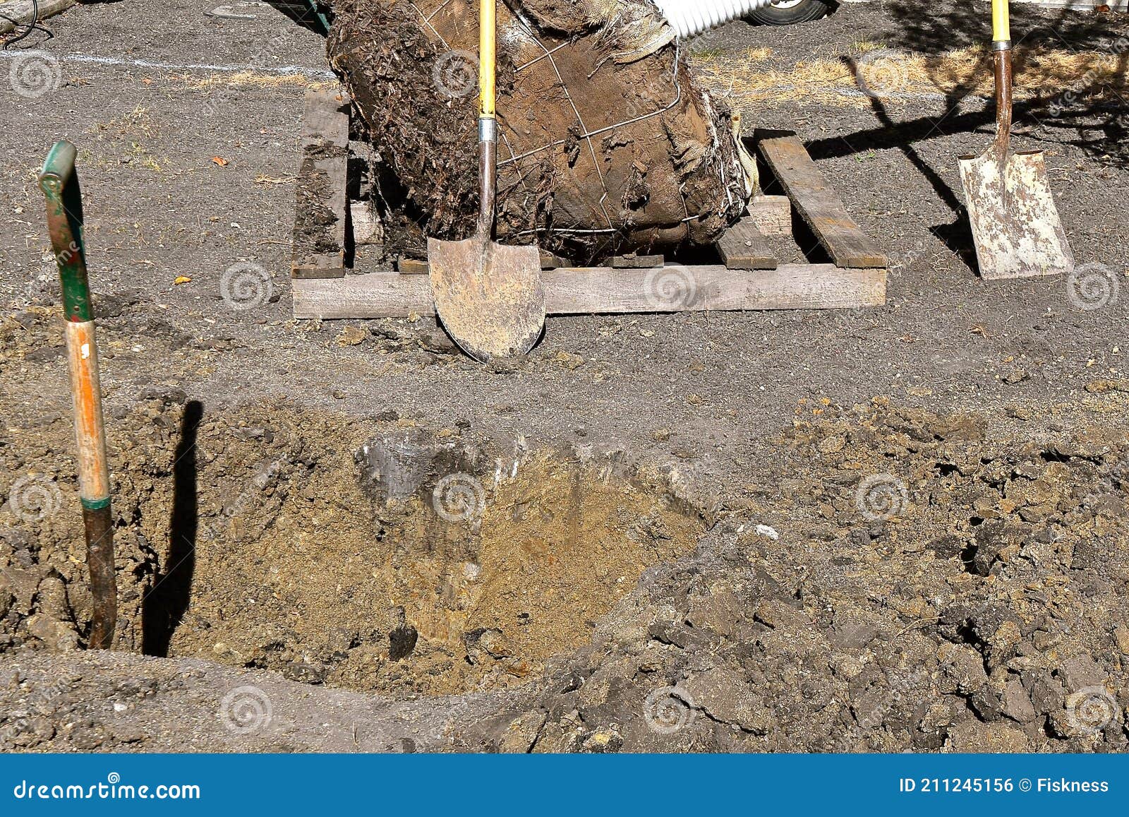 Digging a Hole for Transplanting a Tree Stock Photo - Image of grass ...
