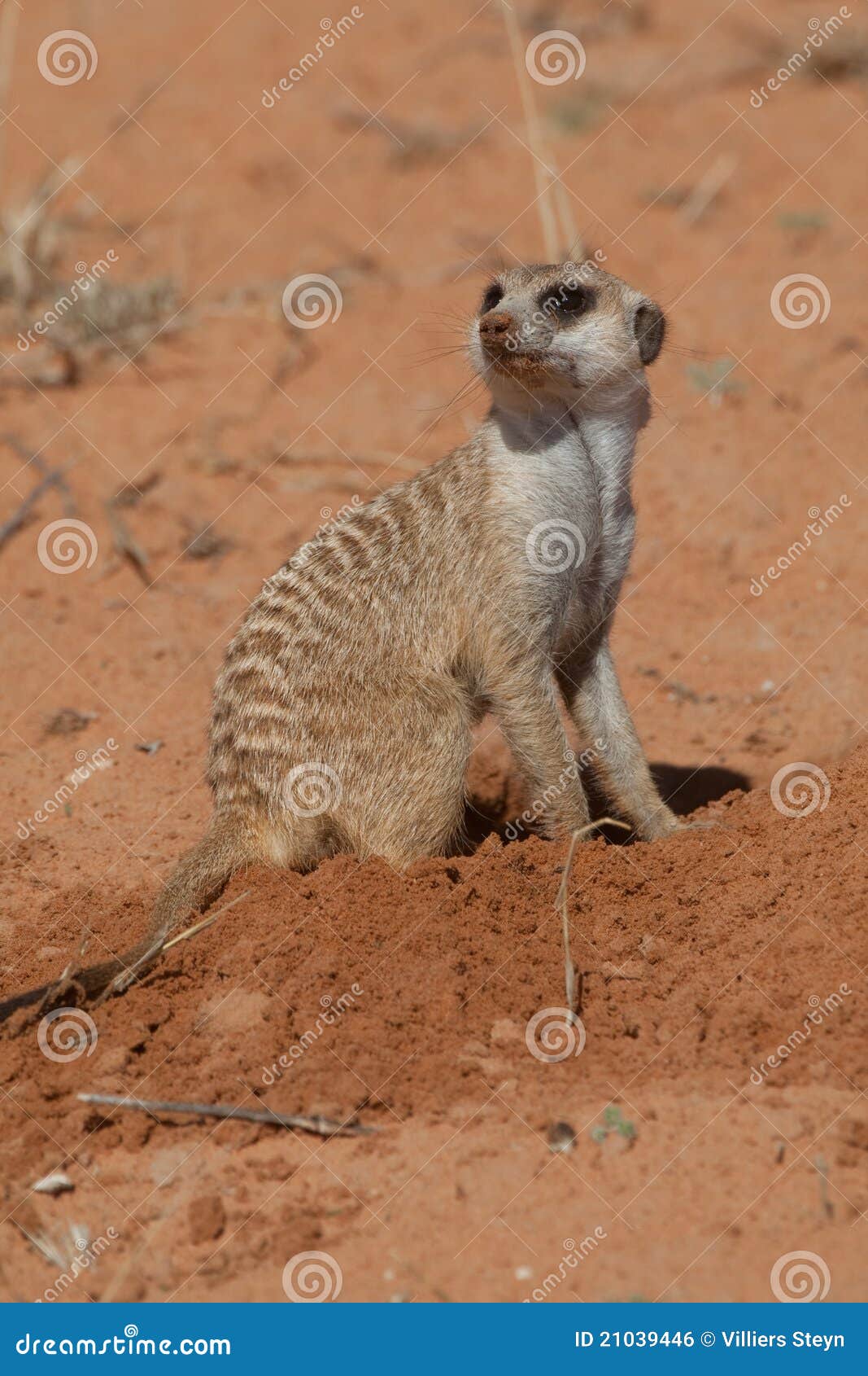 Digging meerkat stock photo. Image of attentive, standing - 21039446