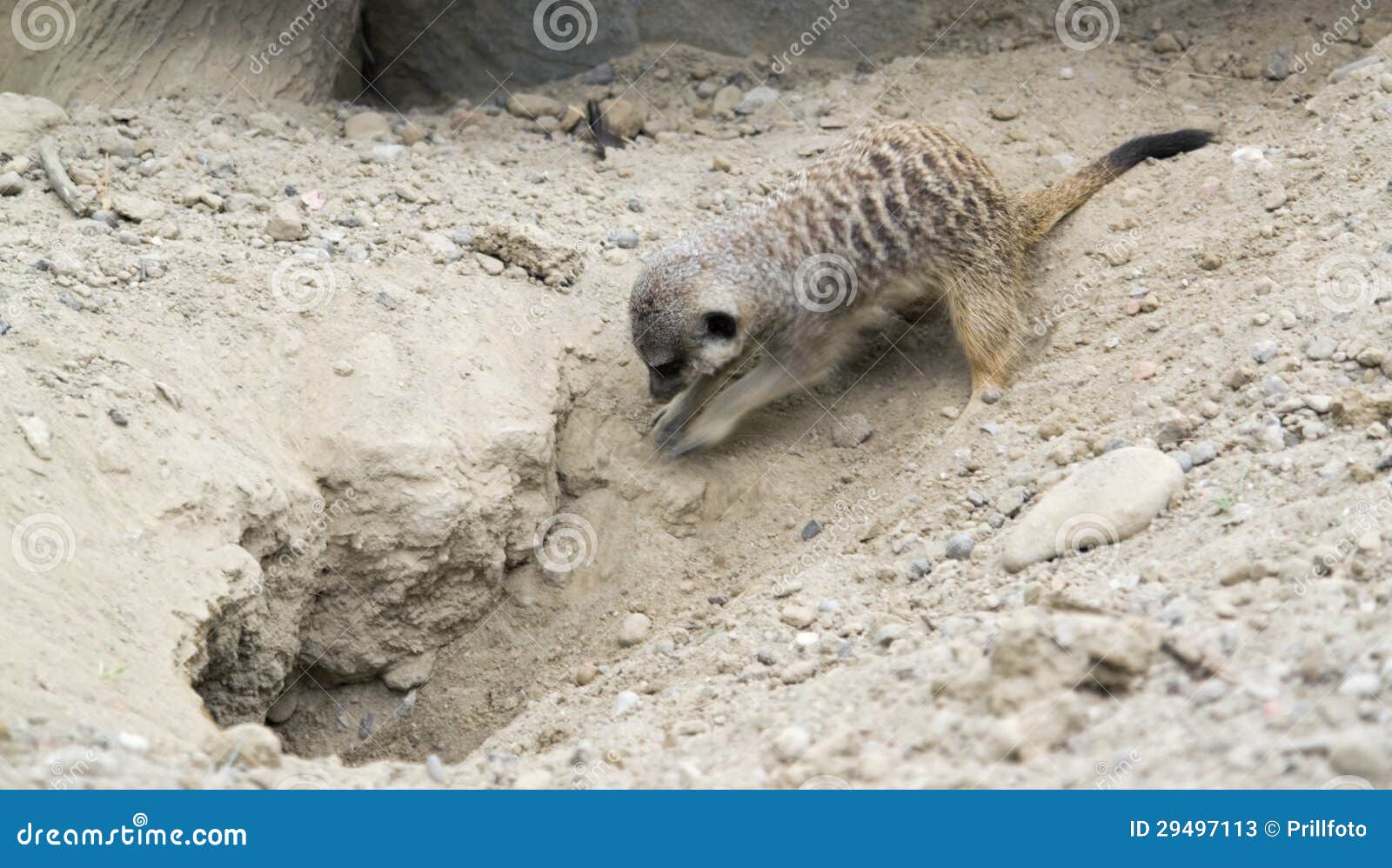 Digging Meerkat stock image. Image of mammal, small, suricata - 29497113