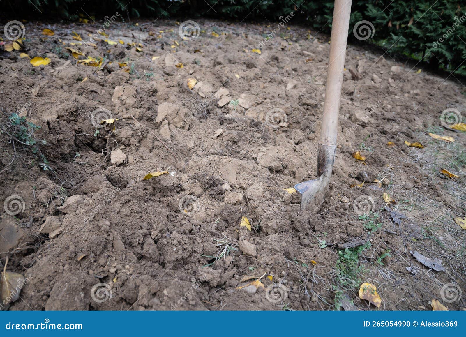 Digging Operations in a Vegetable Garden Stock Photo - Image of hard ...