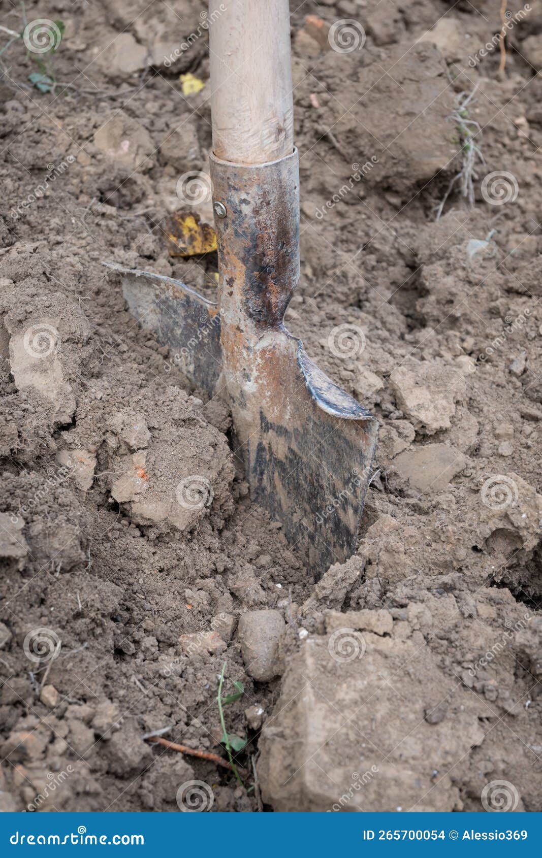 Digging Operations in a Vegetable Garden Stock Photo - Image of ...