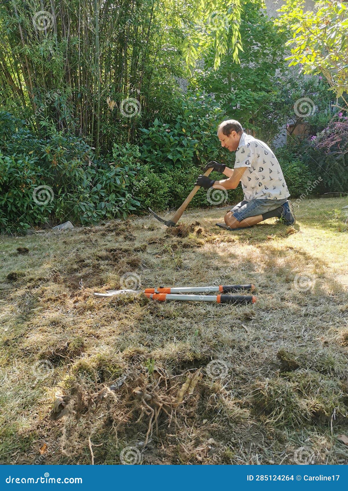 Digging Out Invasive Black Bamboo Roots in the Lawn Stock Photo - Image ...