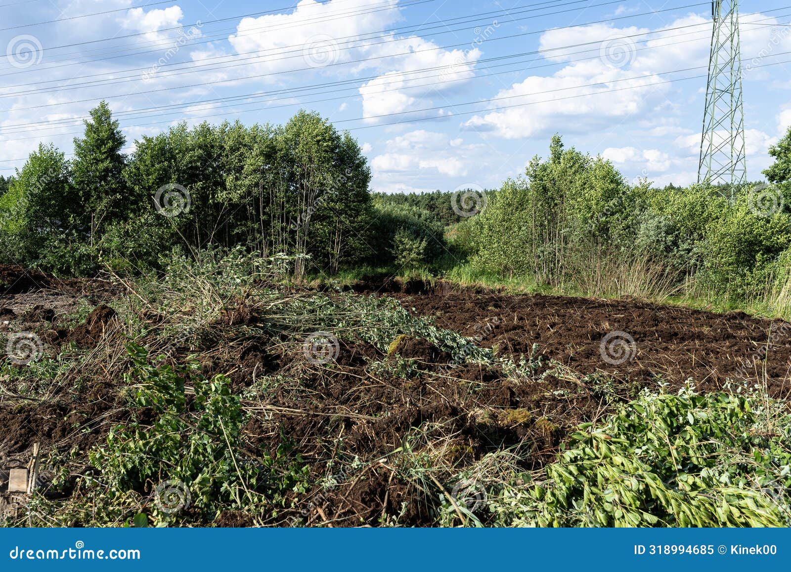 Digging Out Peat from Marshy Swamps, Fallen Bushes and Trees Visible ...
