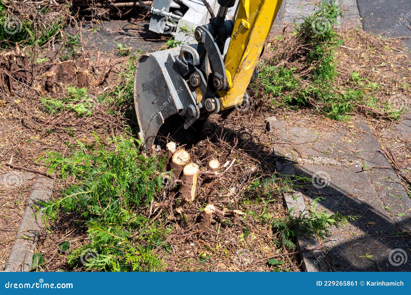 Digging Out of Trunk and Roots with Mini Excavator. Tree Stump Removal ...