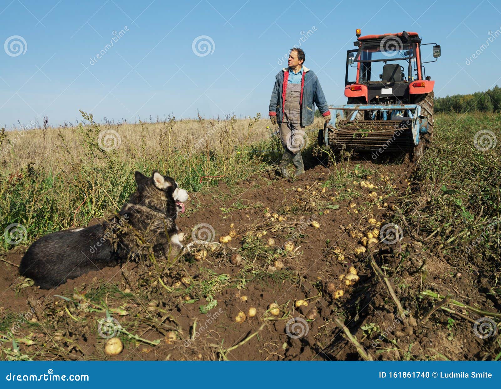 Digging the potato stock photo. Image of cultivated - 161861740