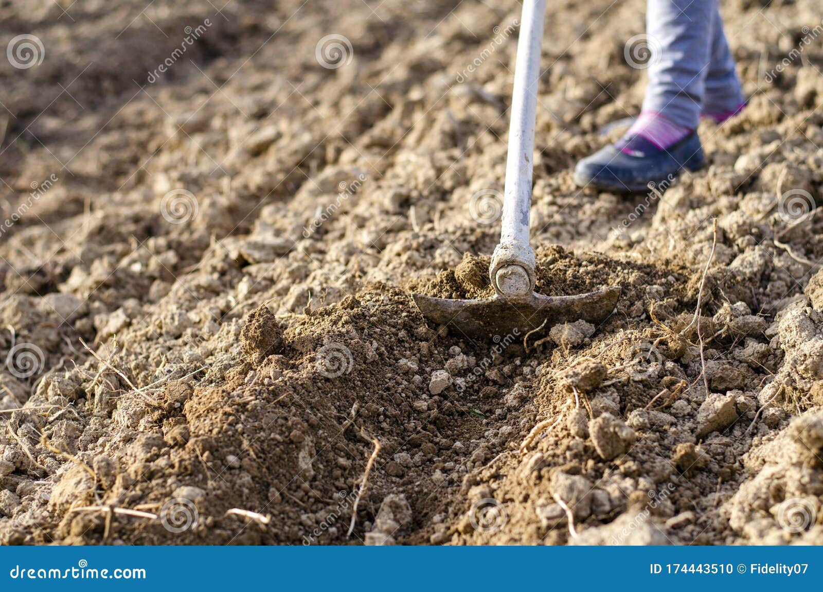 Digging the Rows with Shovel; Preparing the Soil for Planting Stock ...