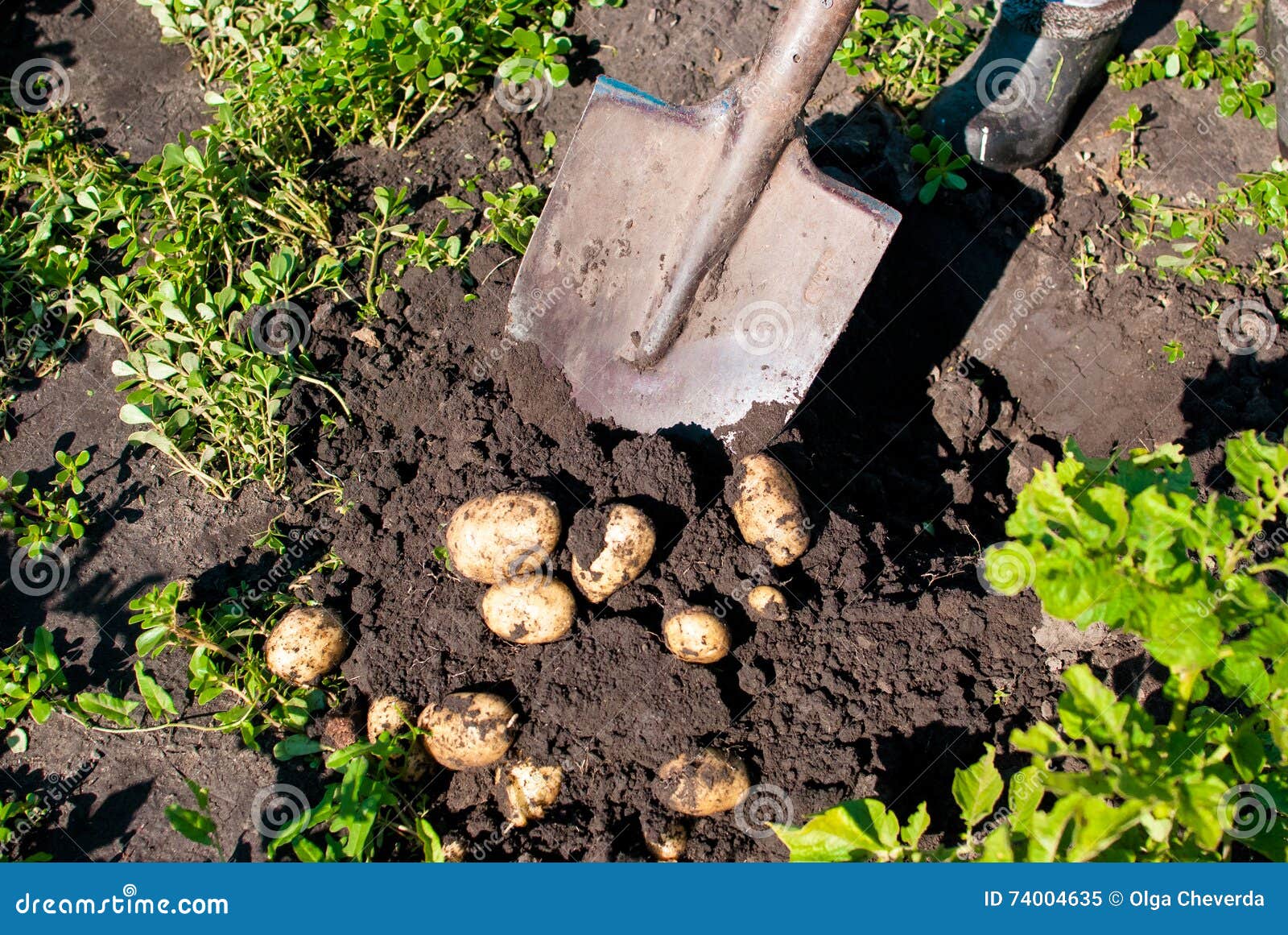 Digging Shovel Young Potatoes Stock Image - Image of outdoor, harvest ...