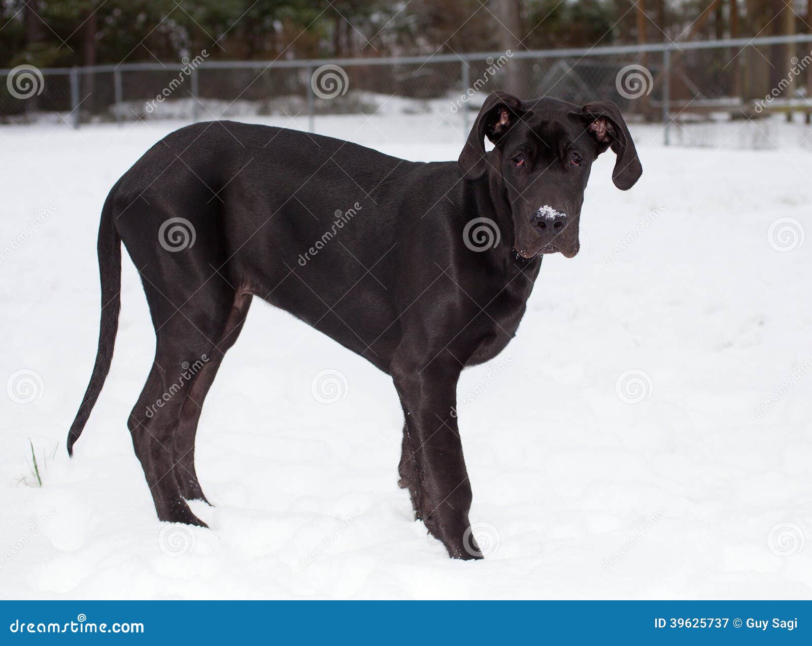 Digging in the snow stock image. Image of snow, tail - 39625737