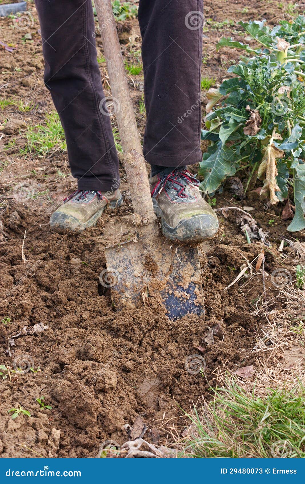 Digging the soil stock image. Image of preparation, patch - 29480073