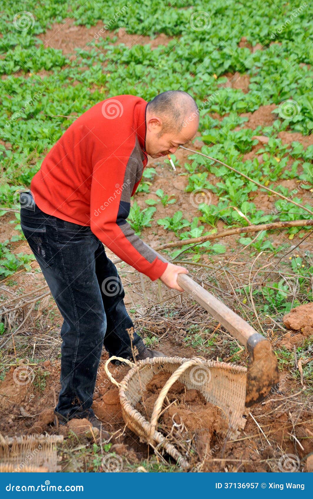Digging Soil with Hoe editorial photography. Image of assistant - 37136957
