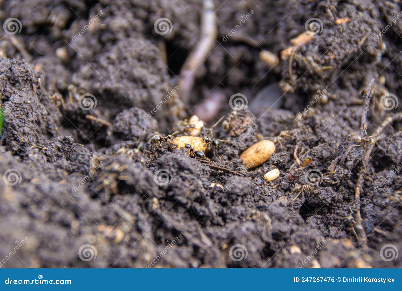 During the Digging of the Soil, the Nest of Garden Ants Was Destroyed ...