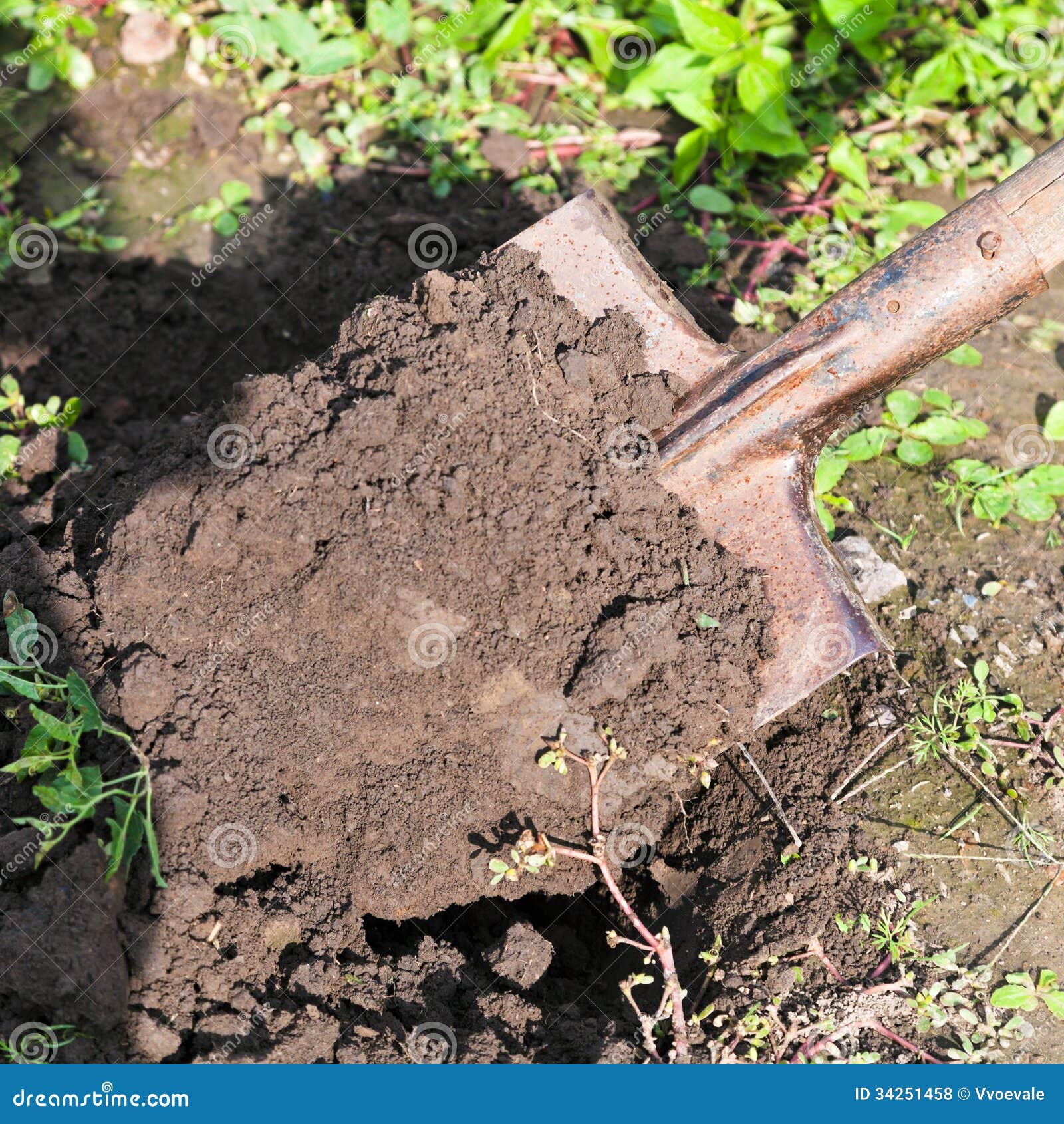 Digging with spade stock photo. Image of clods, gardening - 34251458