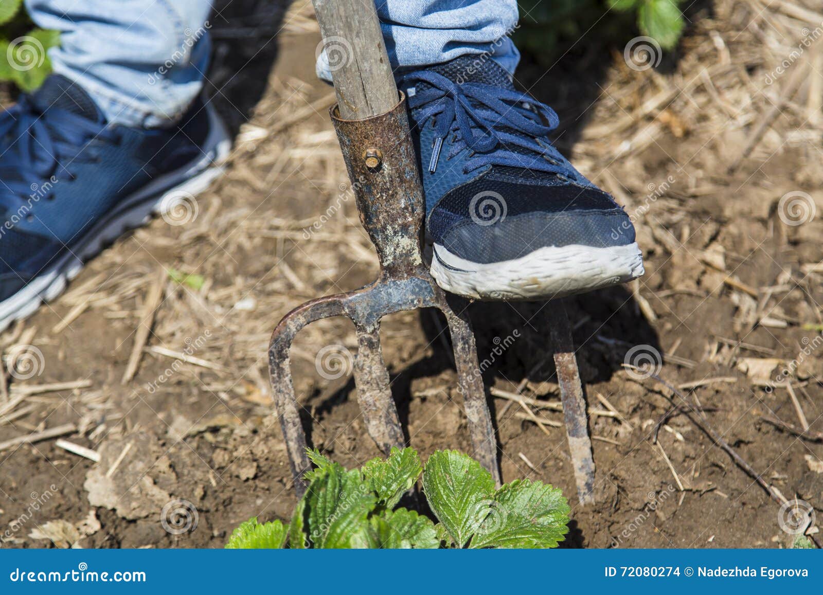 Digging Spring Soil with Pitchfork Stock Photo - Image of concept ...