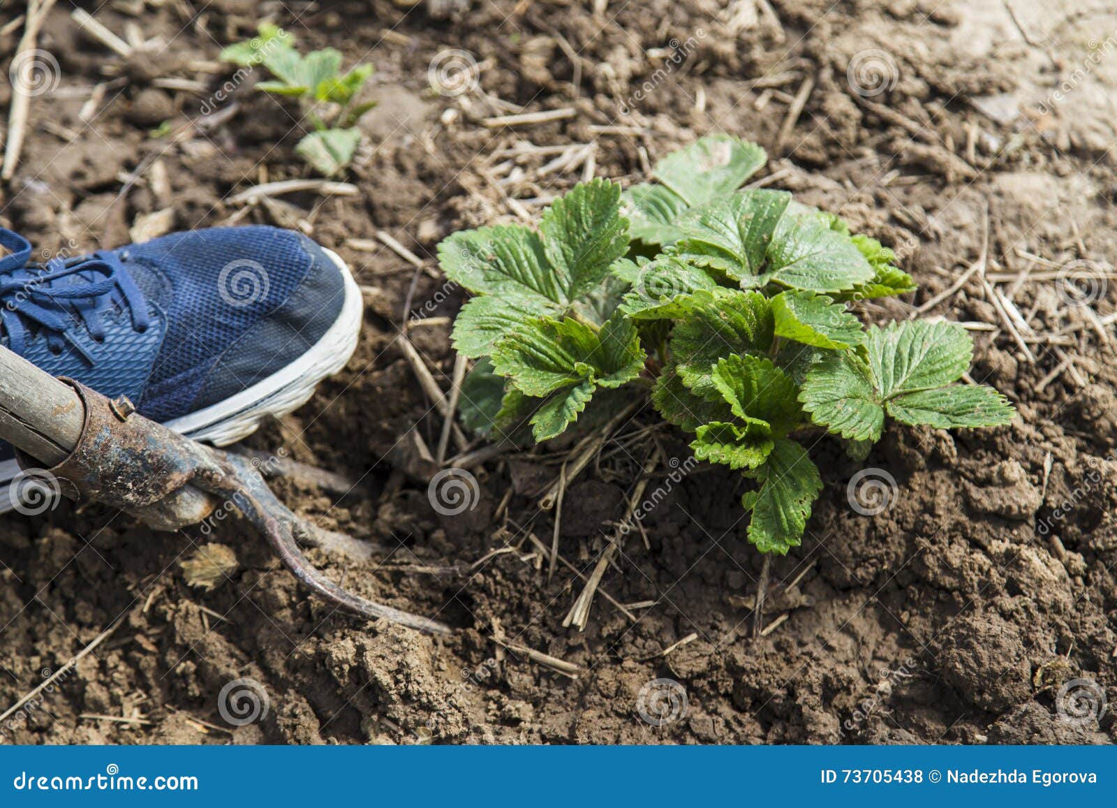 Digging Spring Soil with Pitchfork Stock Photo - Image of leisure, fork ...