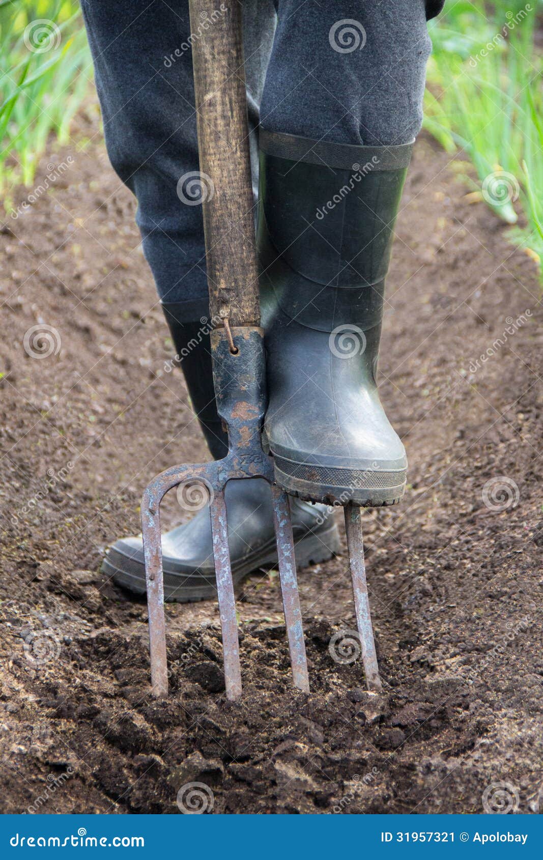 Digging Spring Soil with Shovel Stock Image - Image of earth, garden ...