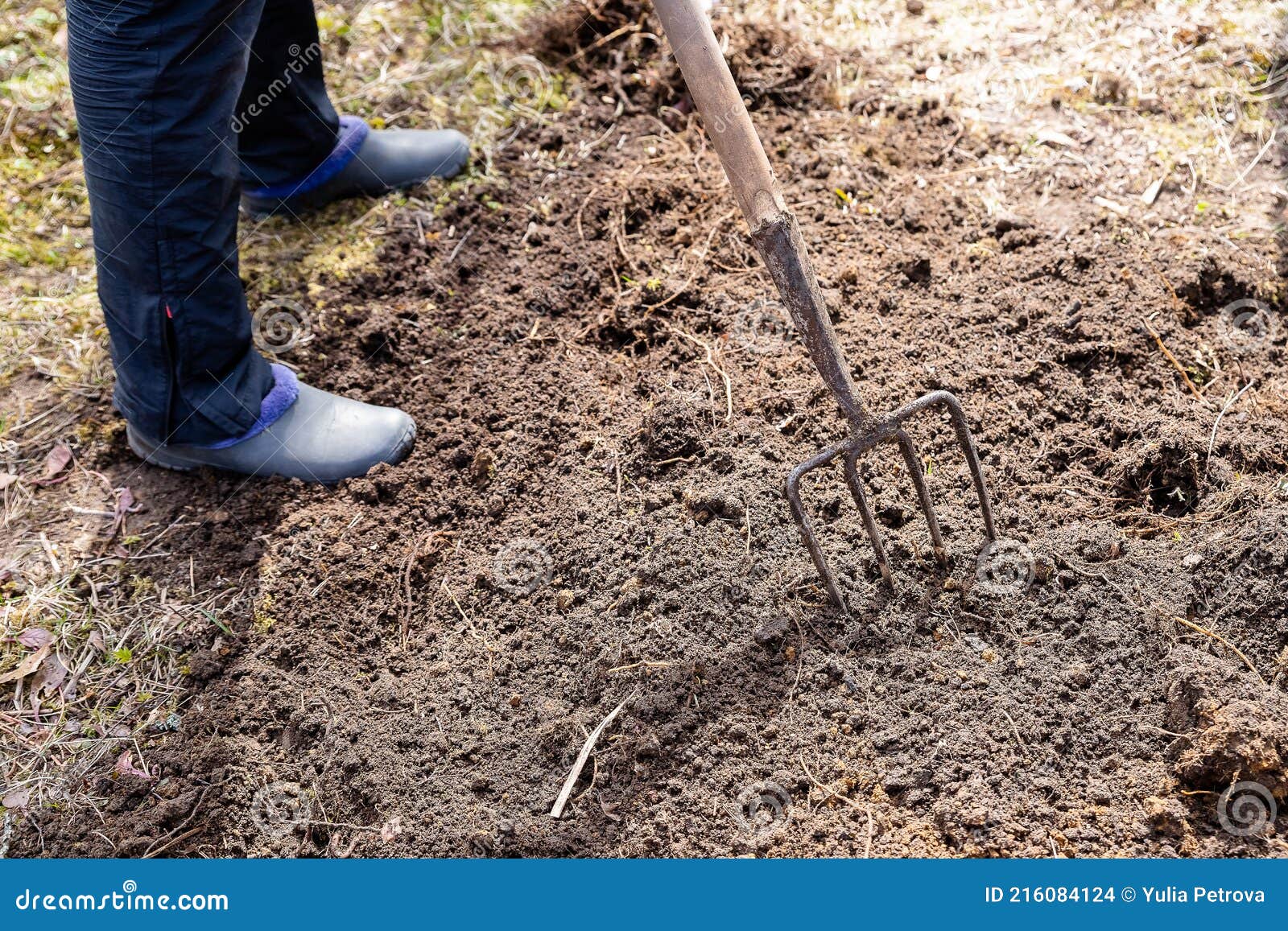 Work in a Garden,Digging Spring Soil with Spading Fork Close Up of ...