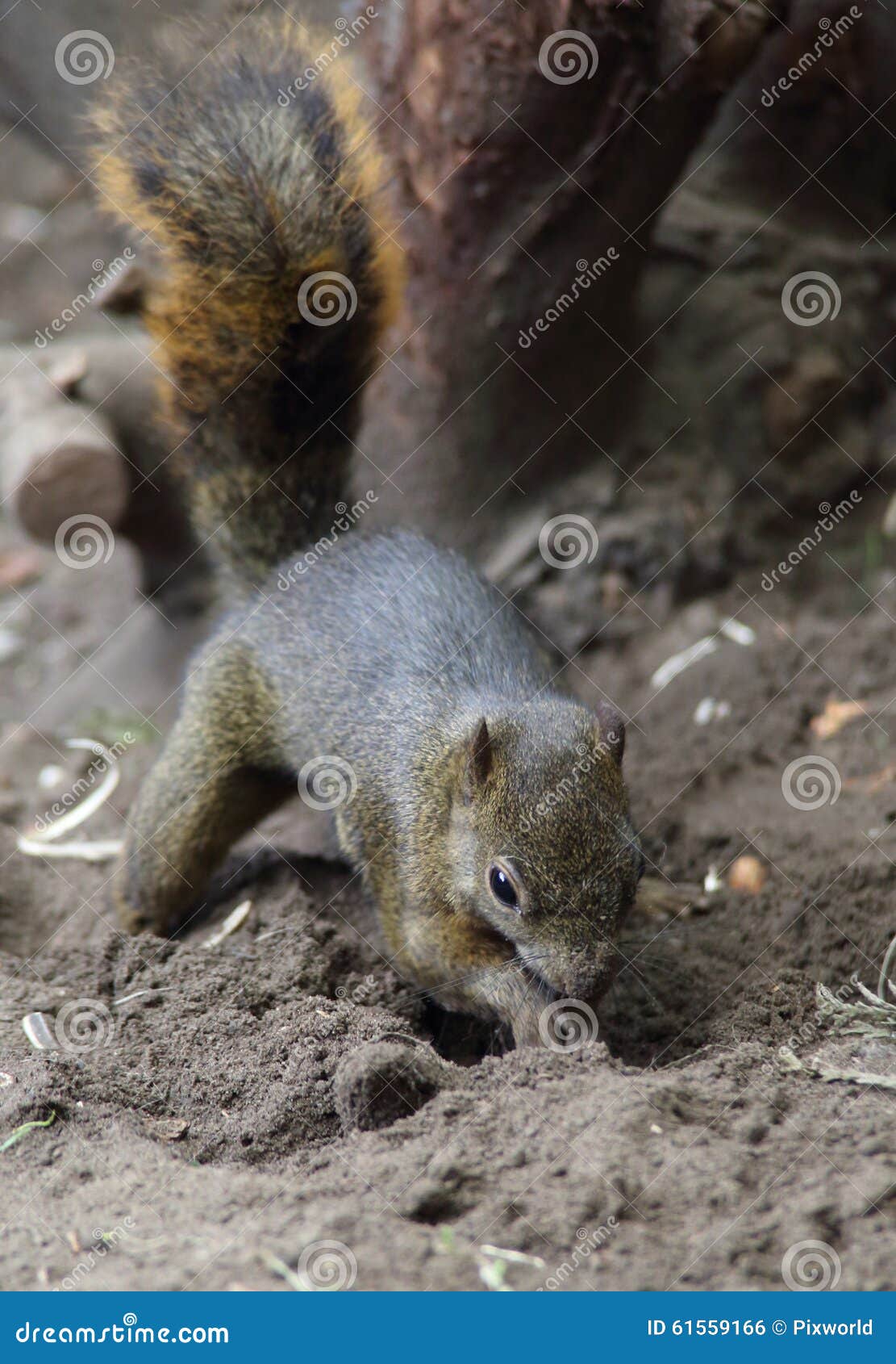 Digging Squirre stock photo. Image of grey, hiding, cute - 61559166