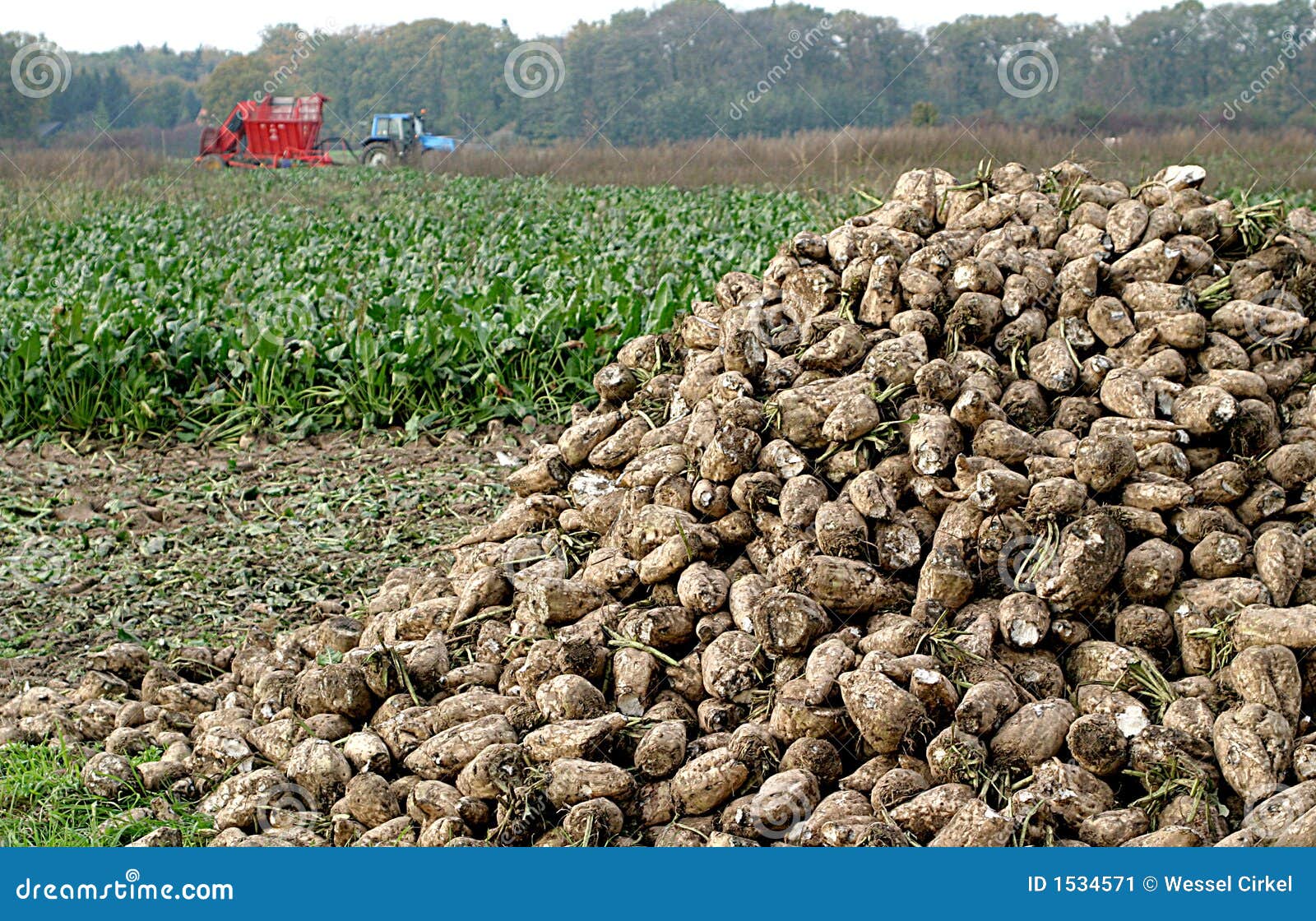 Digging of sugar-beets stock image. Image of field, agriculture - 1534571