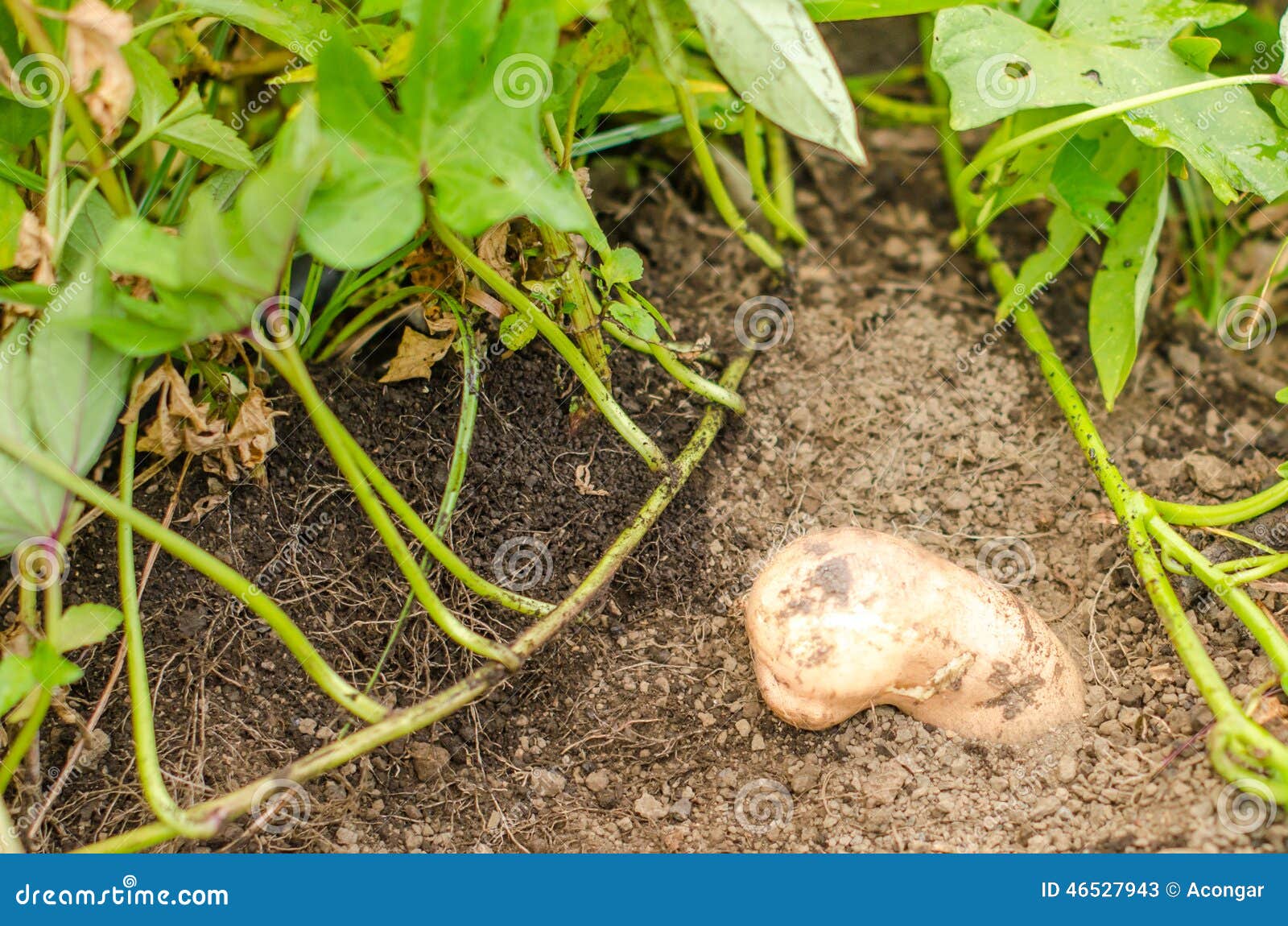 Digging sweet potatoes stock image. Image of garden, agricultura - 46527943