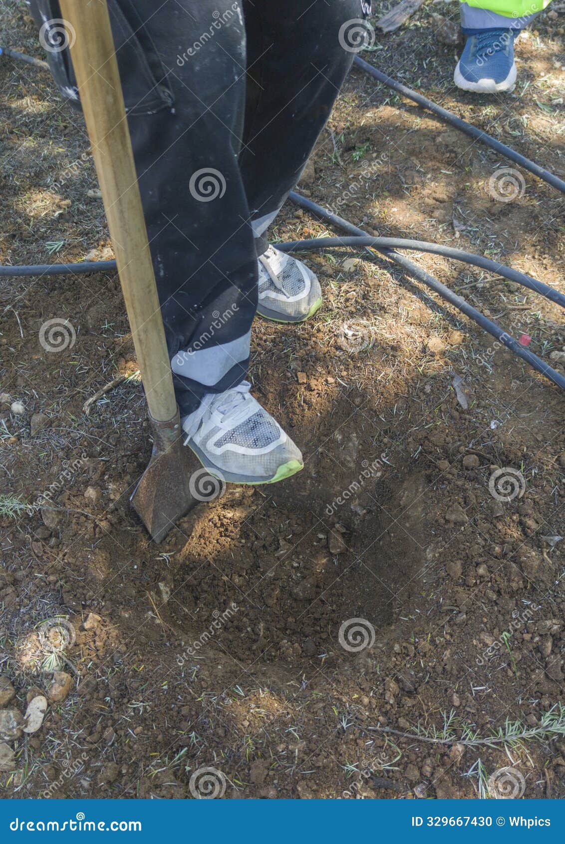 Digging the Tree Pit with the Stamped Spade Stock Photo - Image of ...