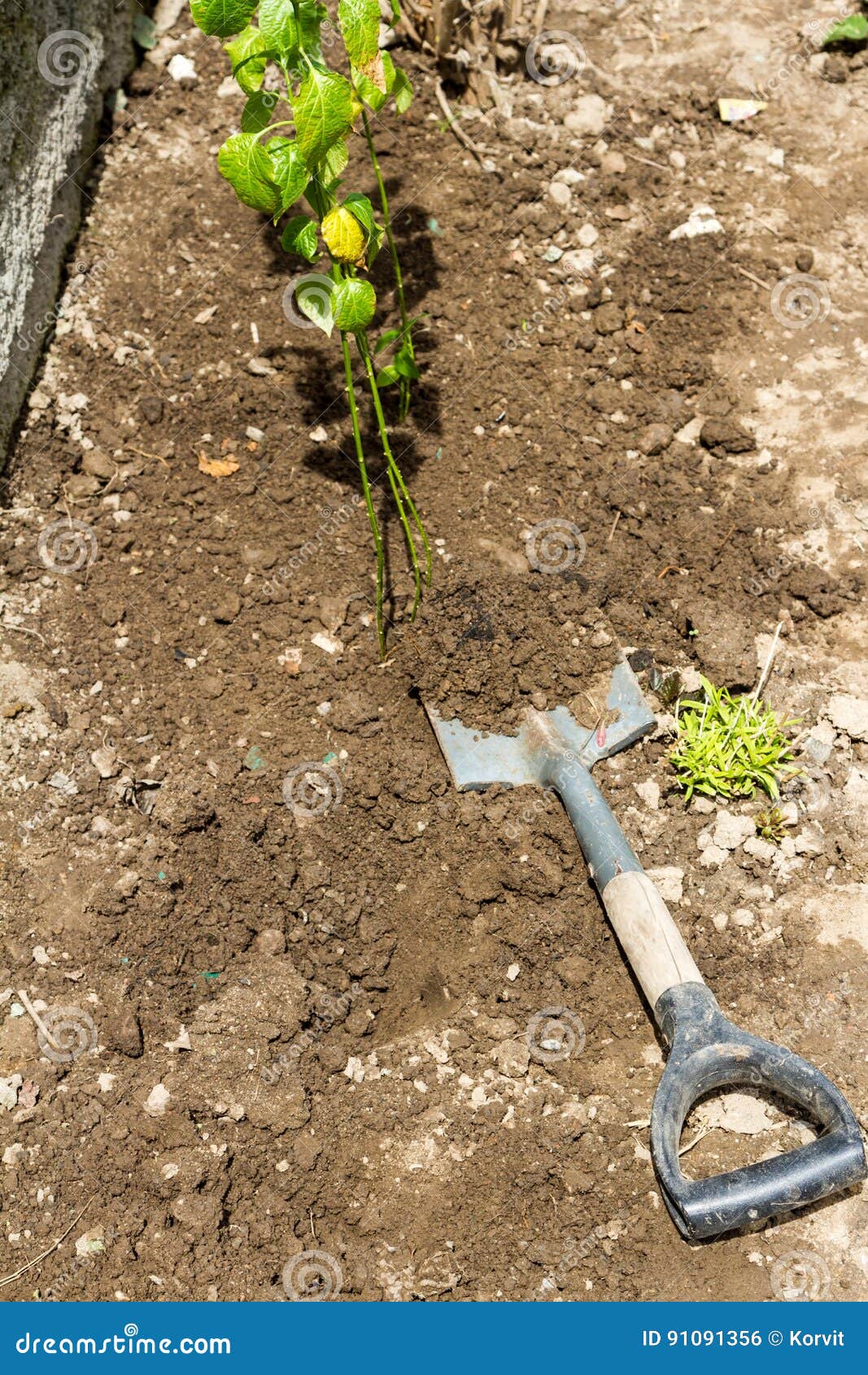 Digging Up the Earth with a Shovel for Seedlings Stock Photo - Image of ...