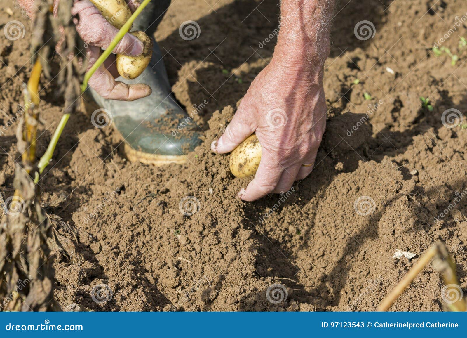 Digging Up Fresh Potatoes with Fork Shovel Outdoors Stock Image - Image ...
