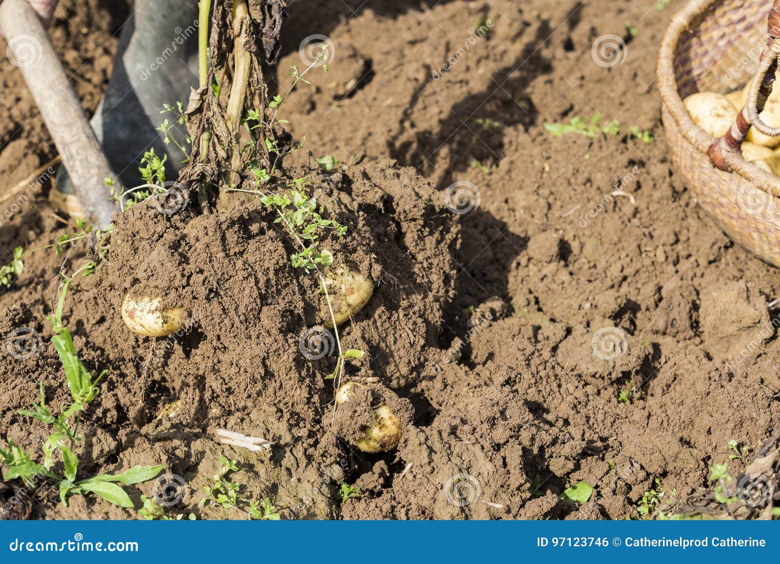 Digging Up Fresh Potatoes with Fork Shovel Outdoors Stock Photo - Image ...