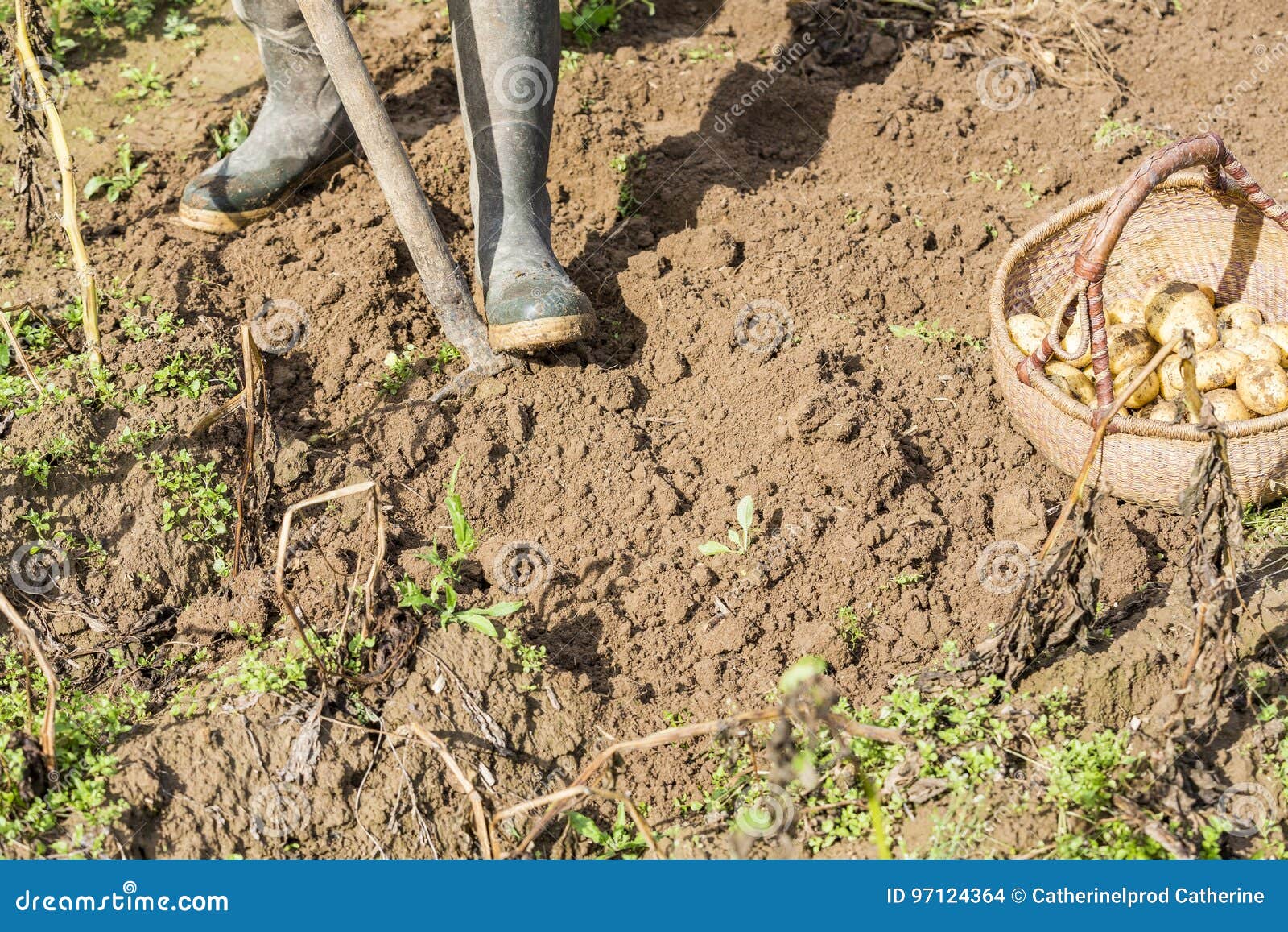 Digging Up Fresh Potatoes with Fork Shovel Outdoors Stock Photo - Image ...
