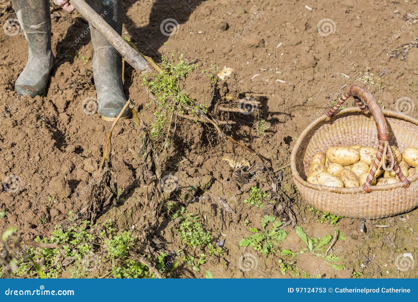 Digging Up Fresh Potatoes with Fork Shovel Outdoors Stock Image - Image ...