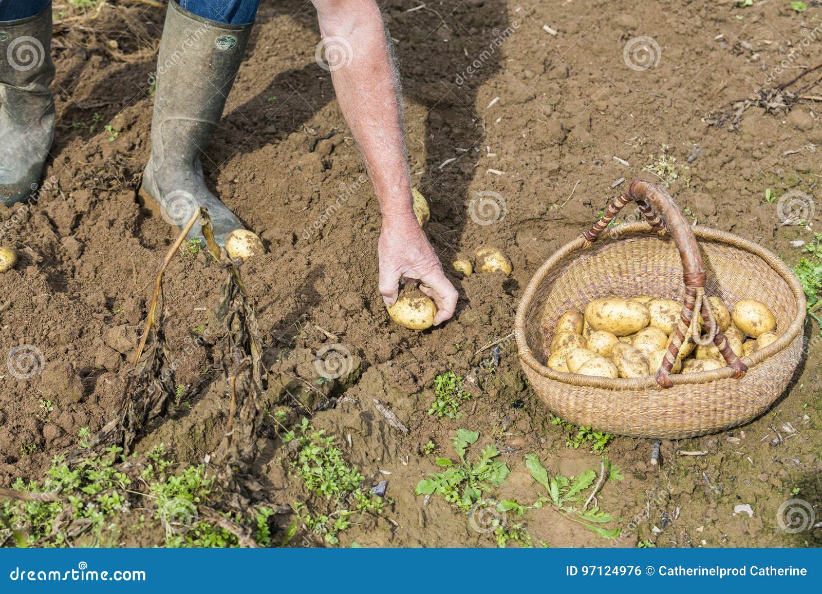 Digging Up Fresh Potatoes with Fork Shovel Outdoors Stock Photo - Image ...