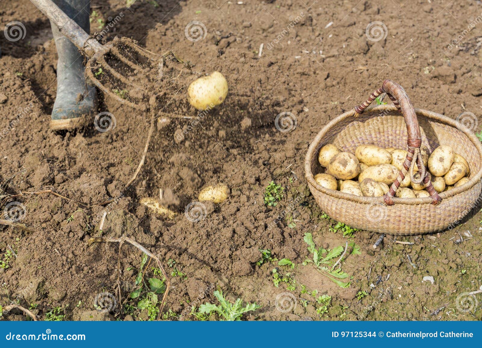 Digging Up Fresh Potatoes with Fork Shovel Outdoors Stock Photo - Image ...
